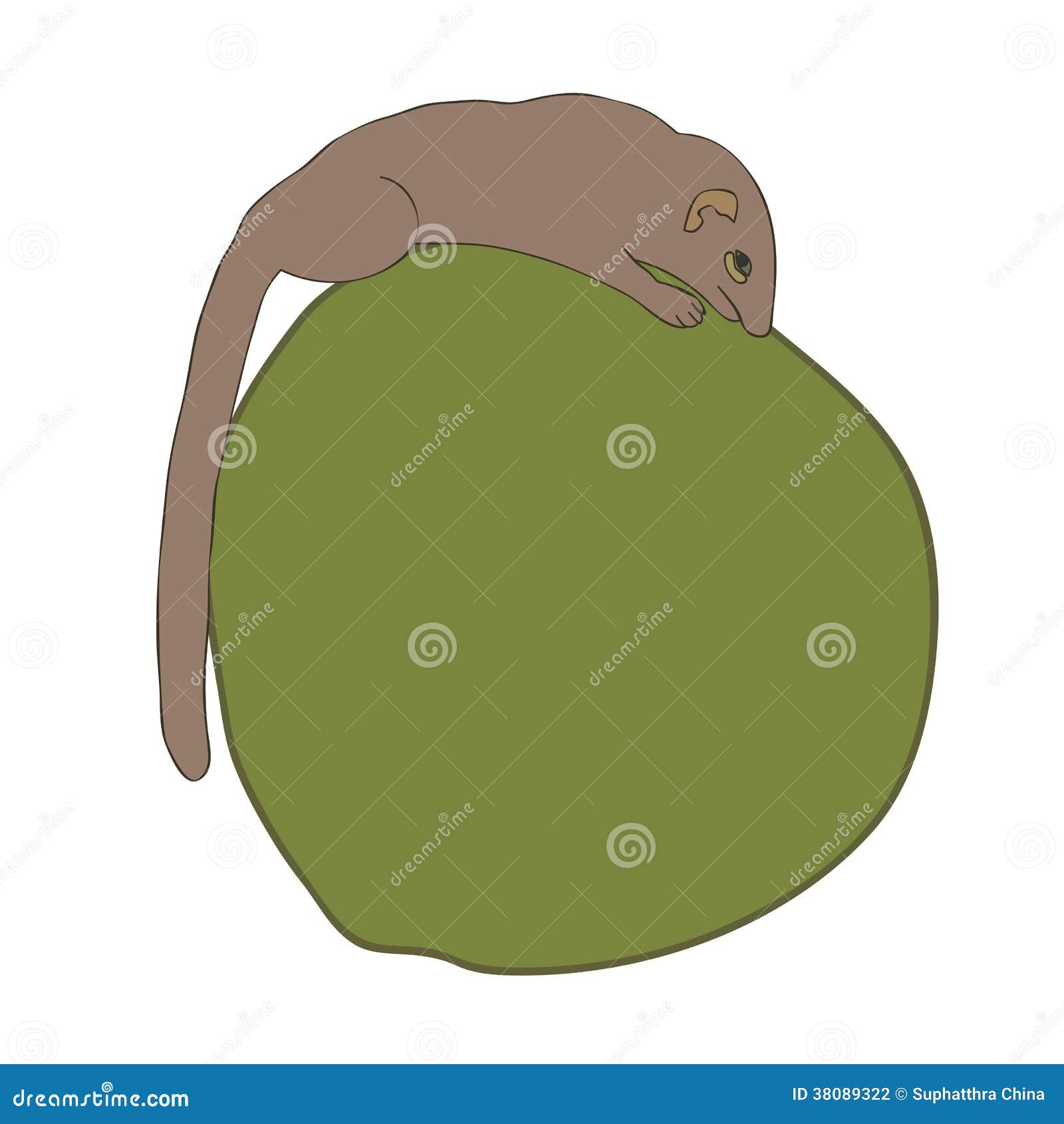 Tupaia - Small Primate - Vector Full Color Picture.Asian Small Animal ...