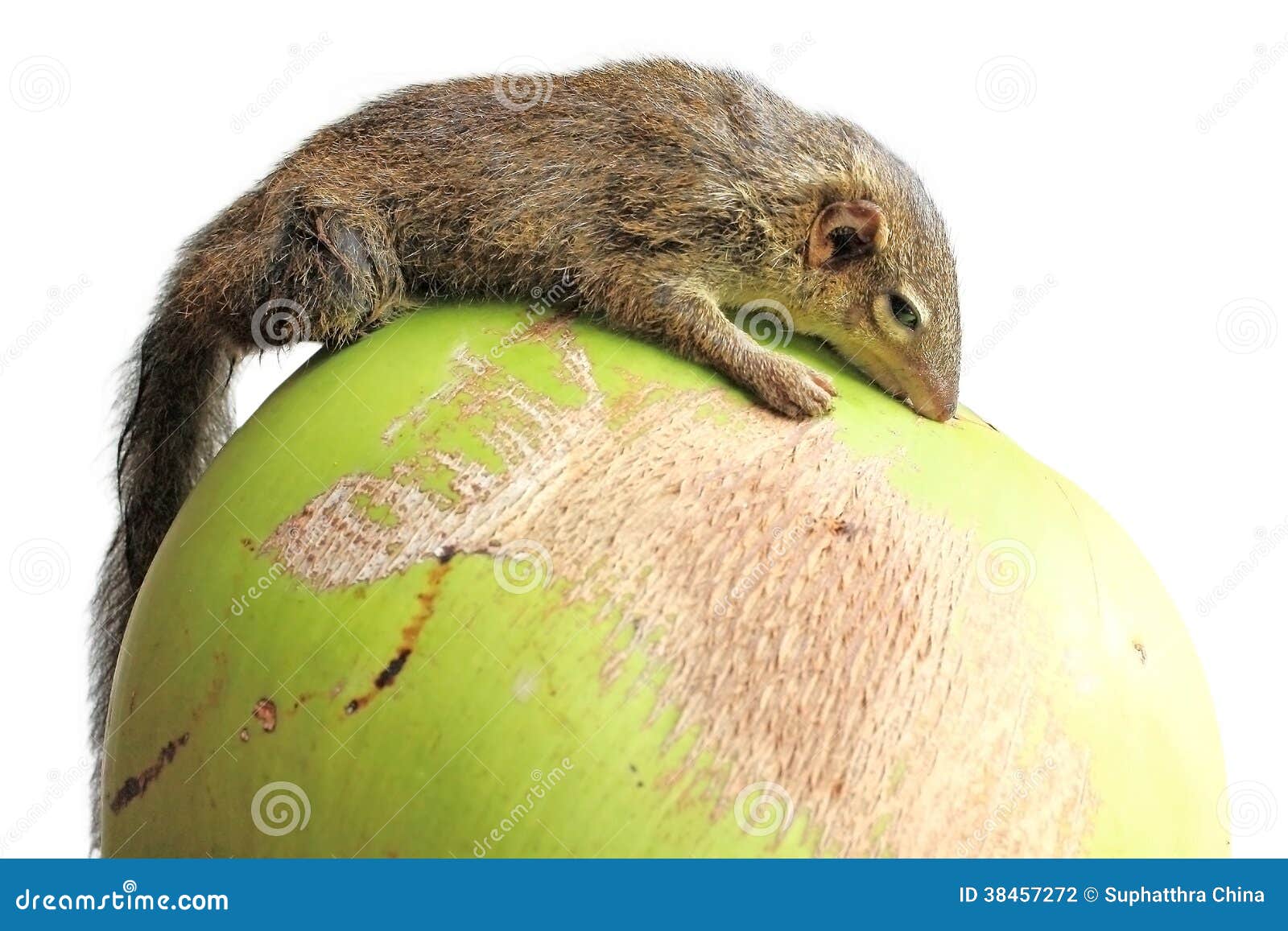 Tree Shrew stock photo. Image of pets, claw, animals - 38457272