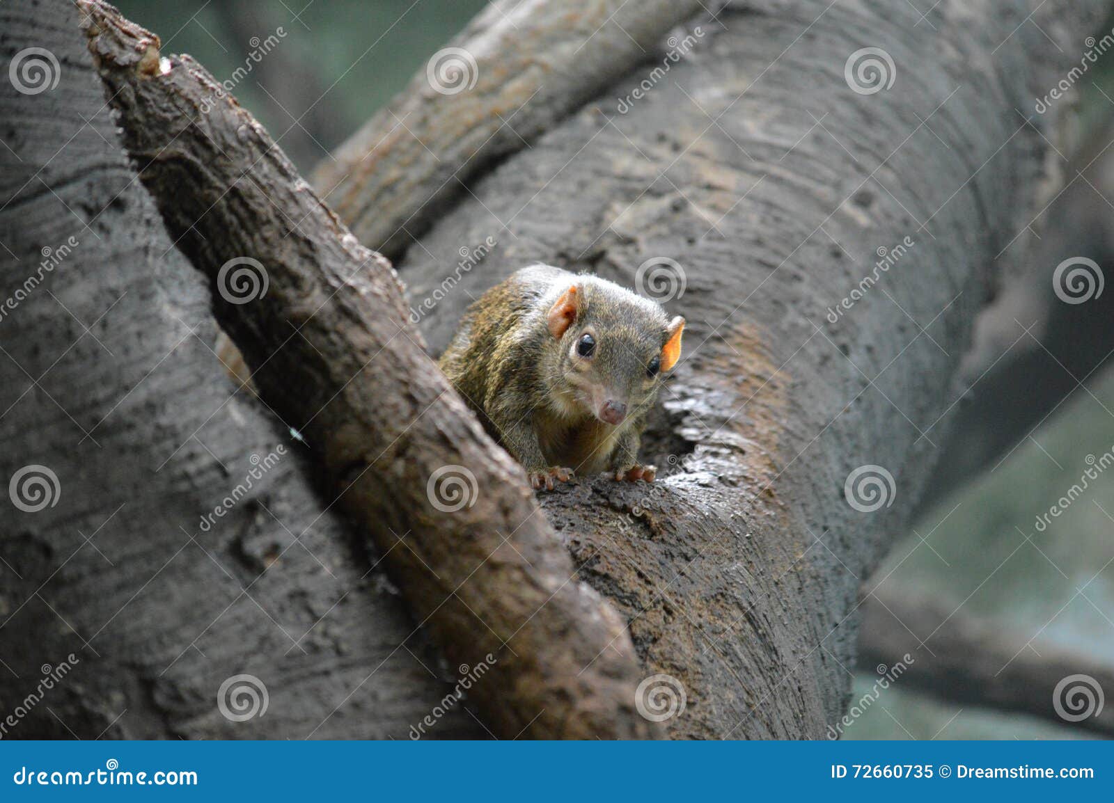 Tree shrew stock image. Image of cute, camera, mammal - 72660735