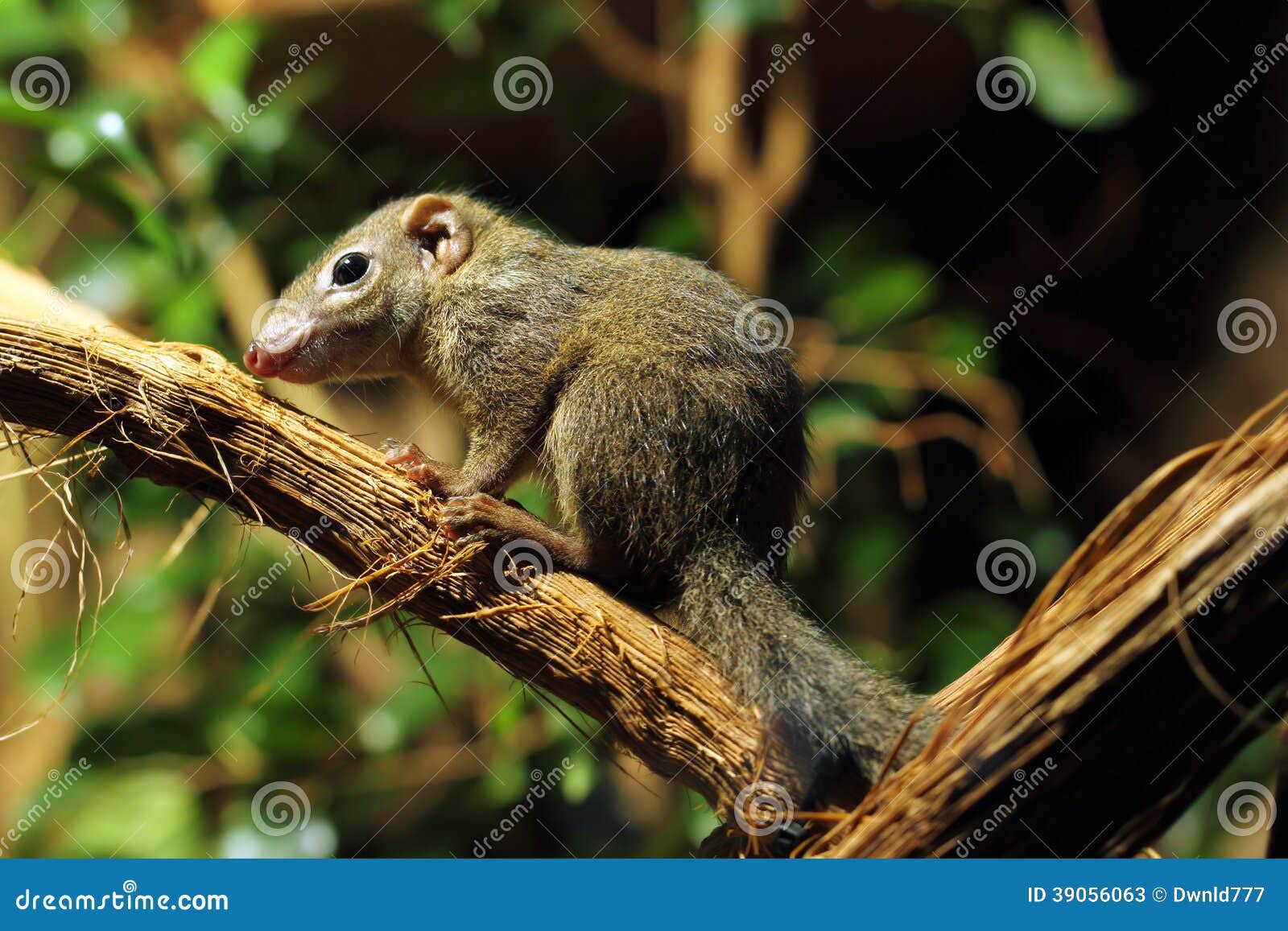 Tree shrew stock image. Image of fluffy, mouse, animal - 39056063