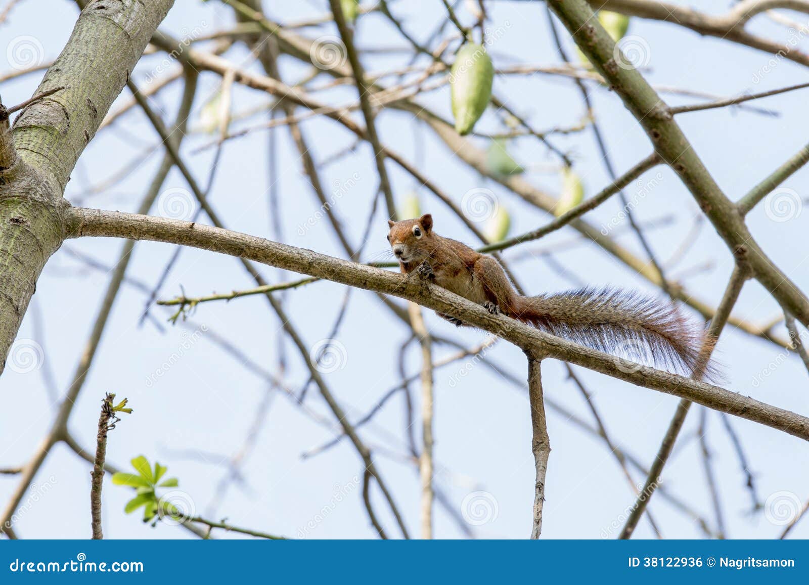 Tree Shrew, Small Mammals Native To the Tropical Forests Stock Photo ...