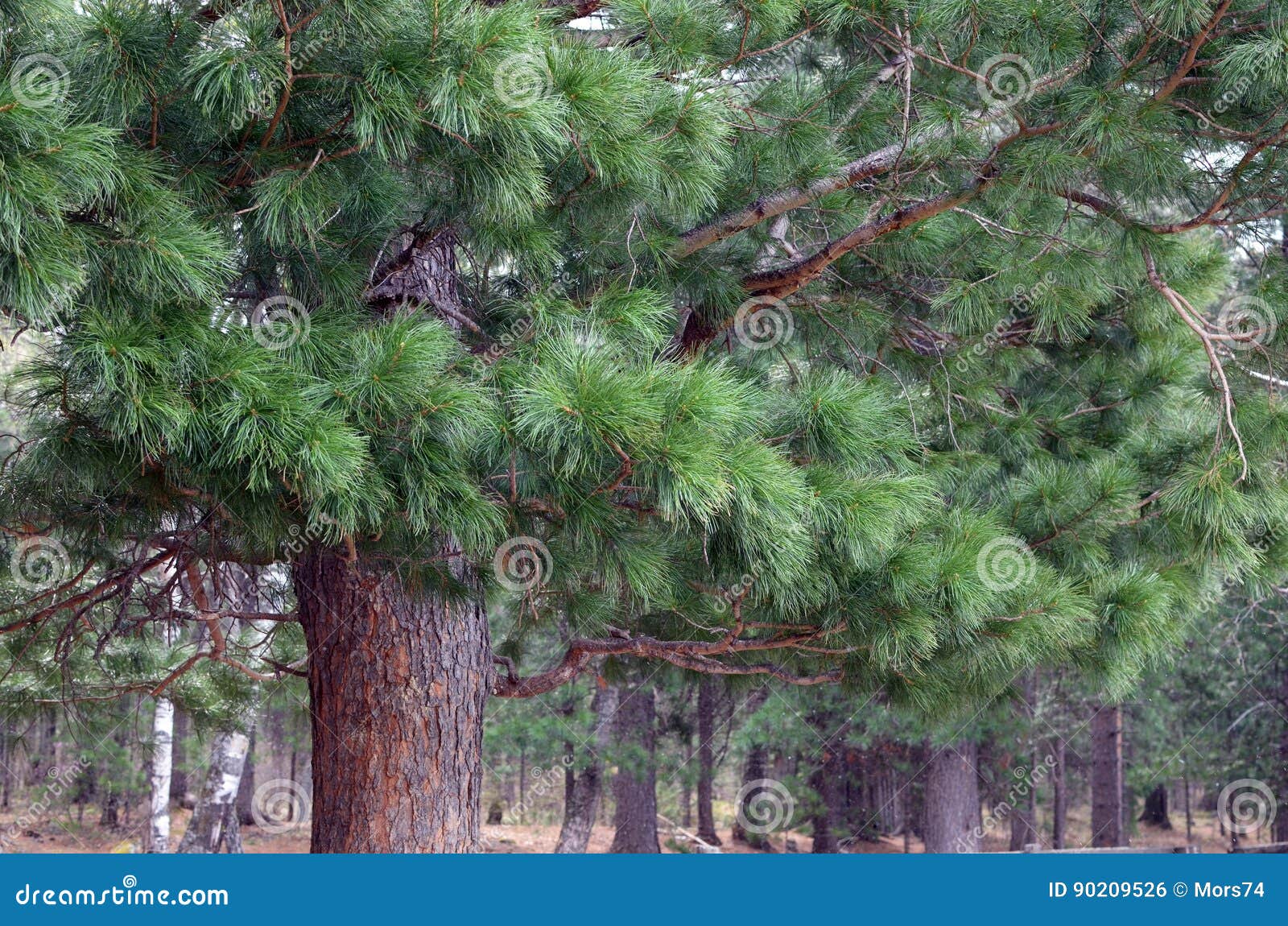 The Tree of the Siberian Cedar Stock Photo - Image of trunk, overcast ...