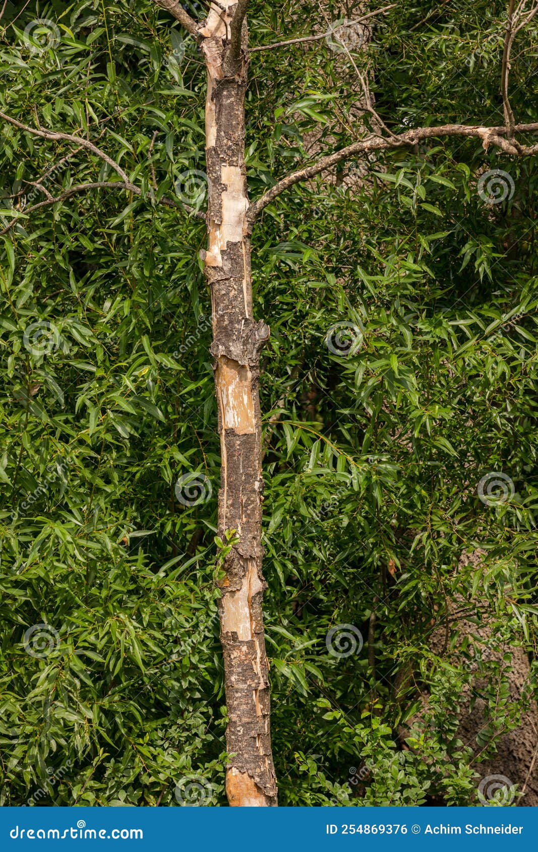 A Tree is Sick and Dead on Green Forest Background Stock Photo - Image ...