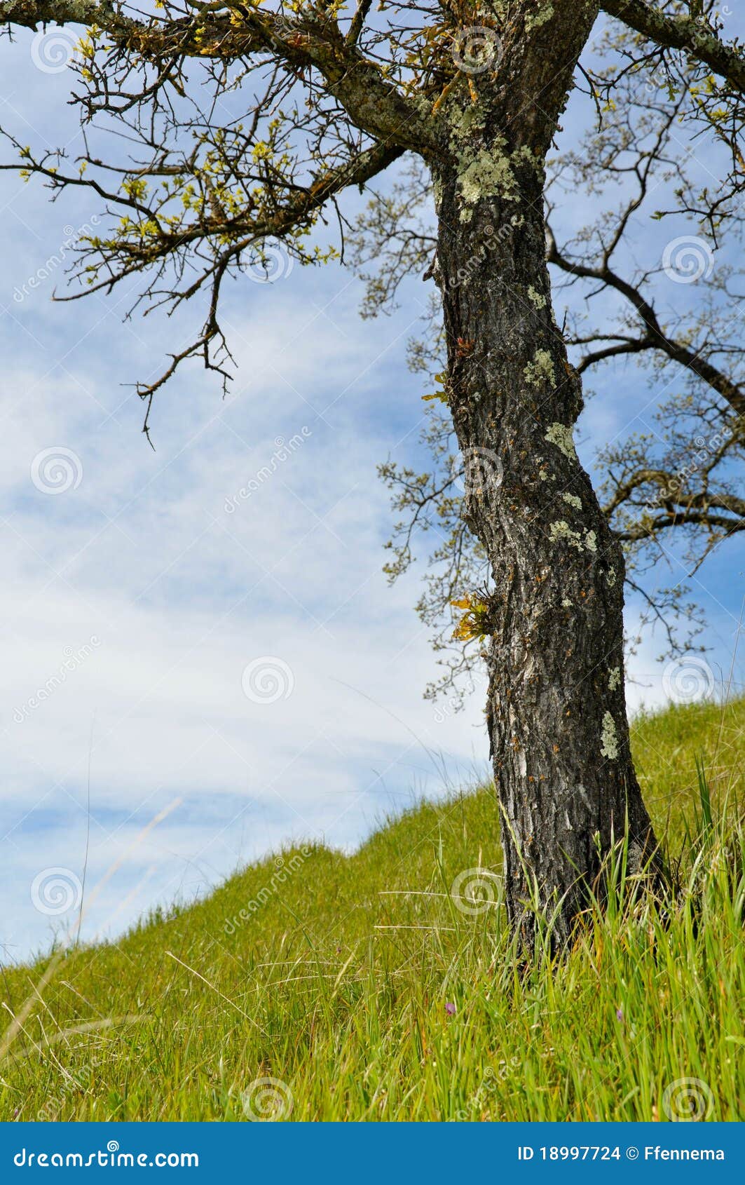 Tree on Side of a Hill with Grass Stock Photo - Image of outdoors ...