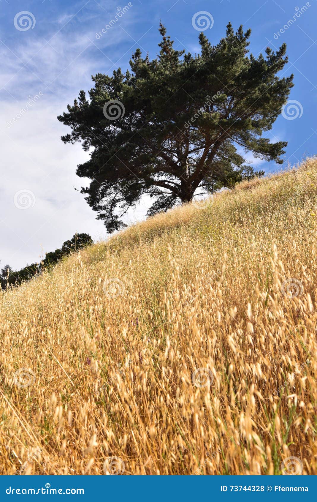 Tree on Side of Hill with Long Golden Grass Stock Photo - Image of view ...