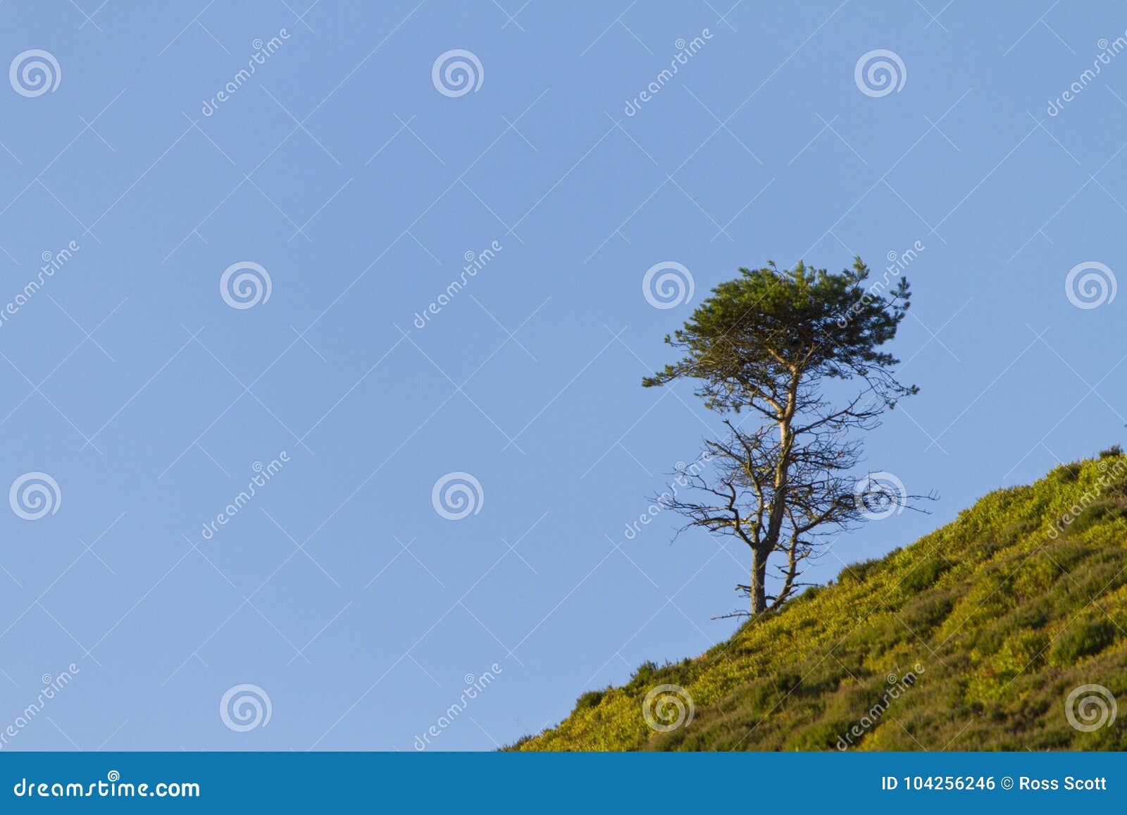 Tree on the side of a hill stock photo. Image of hill - 104256246