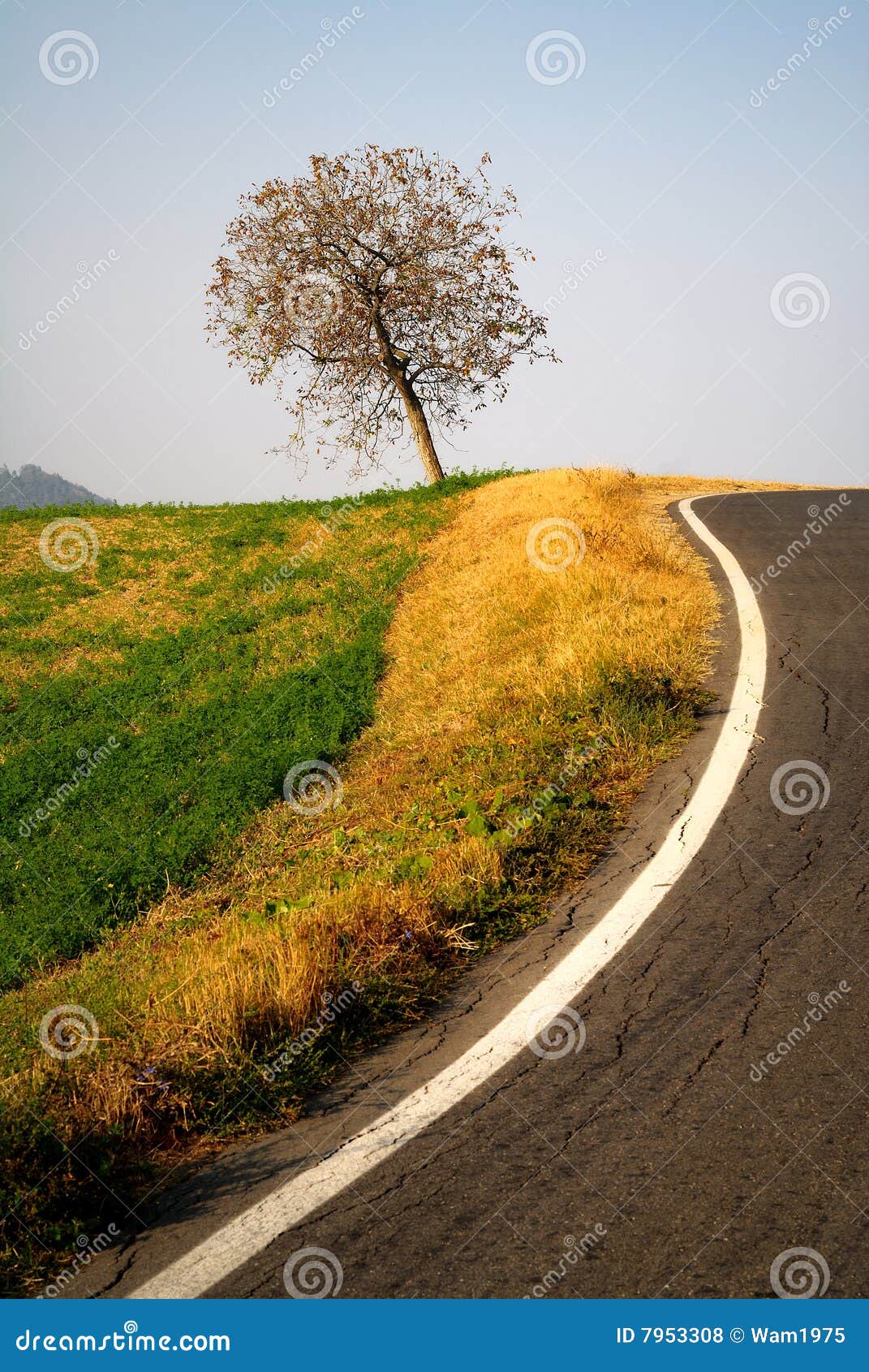 Tree by the side of a road stock photo. Image of white - 7953308