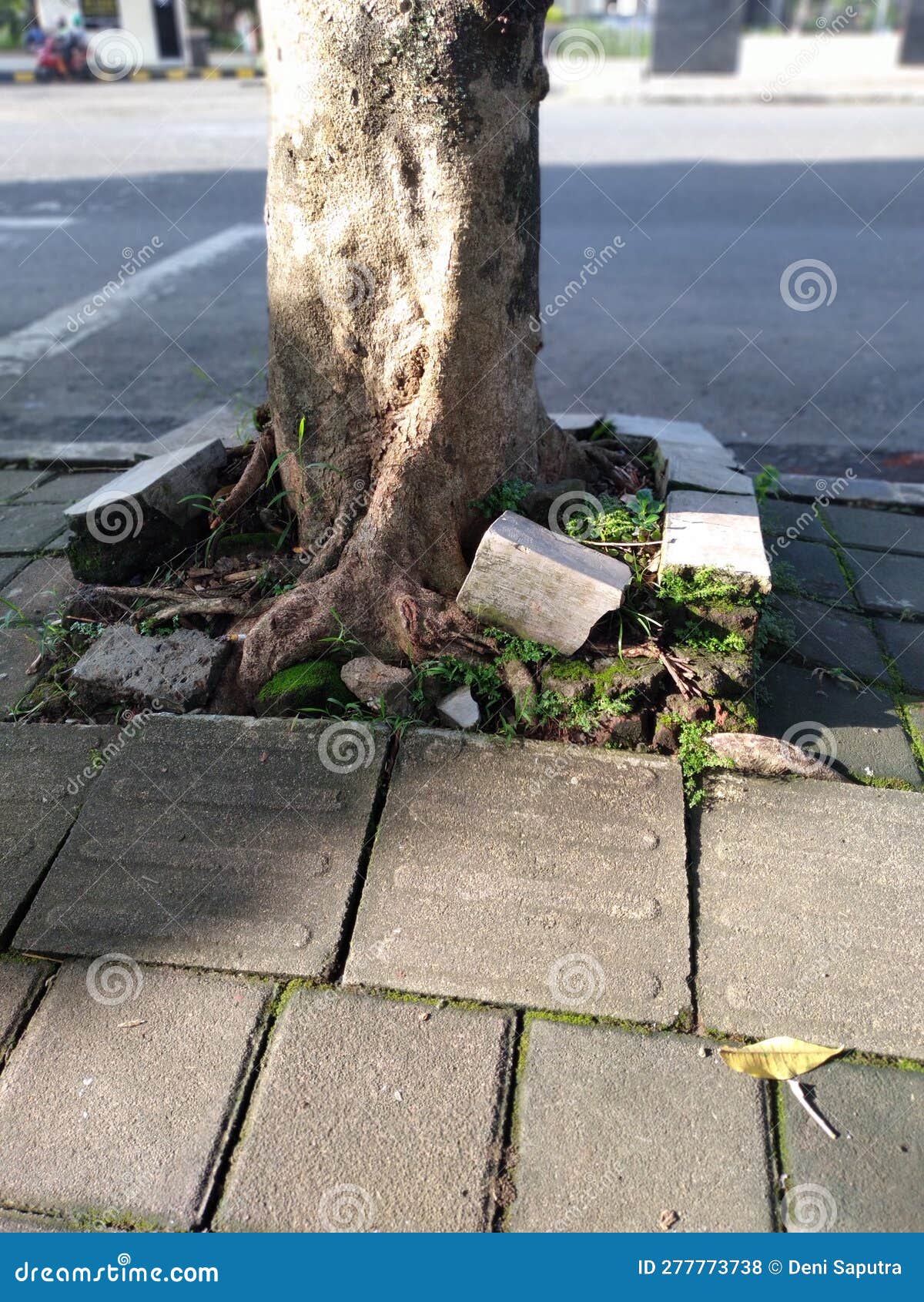 A Tree by the Side of the Road that is Getting Bigger Stock Photo ...