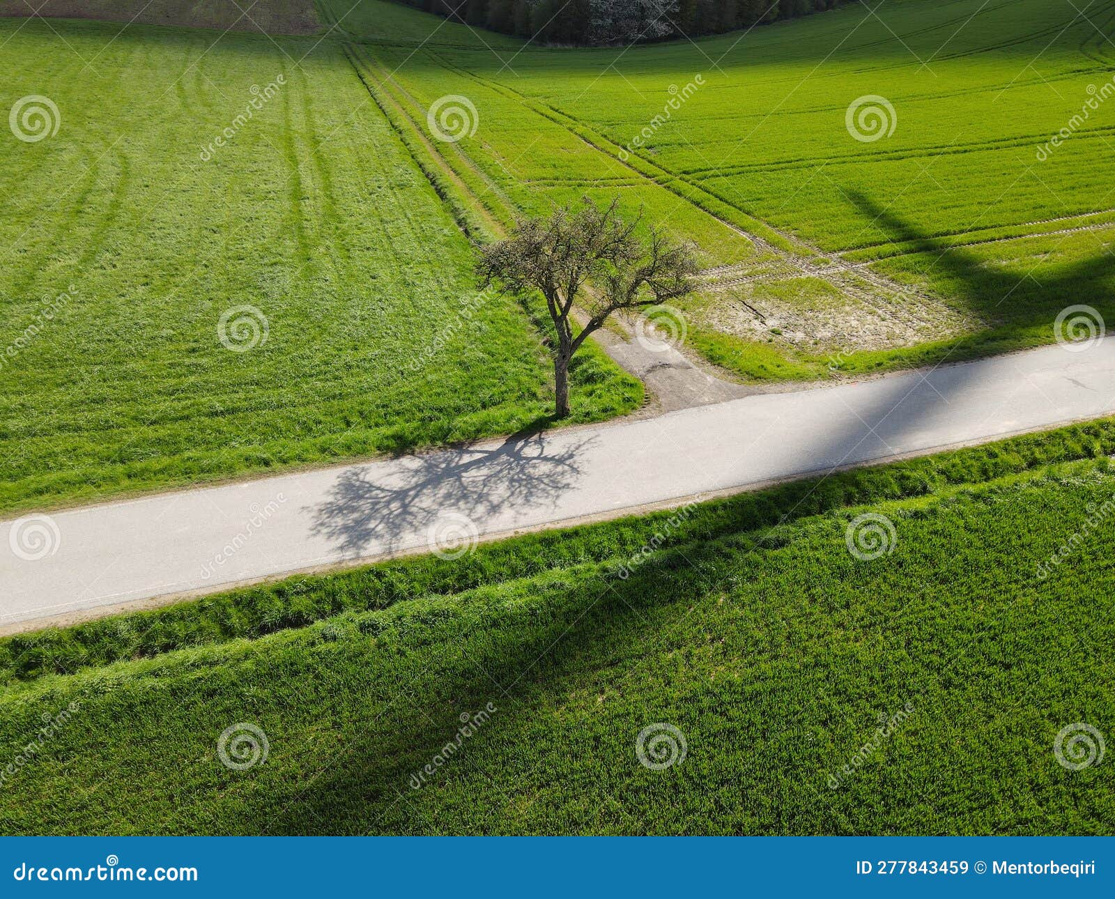 Tree on Road Side in the Landscape in Spring Stock Image - Image of ...