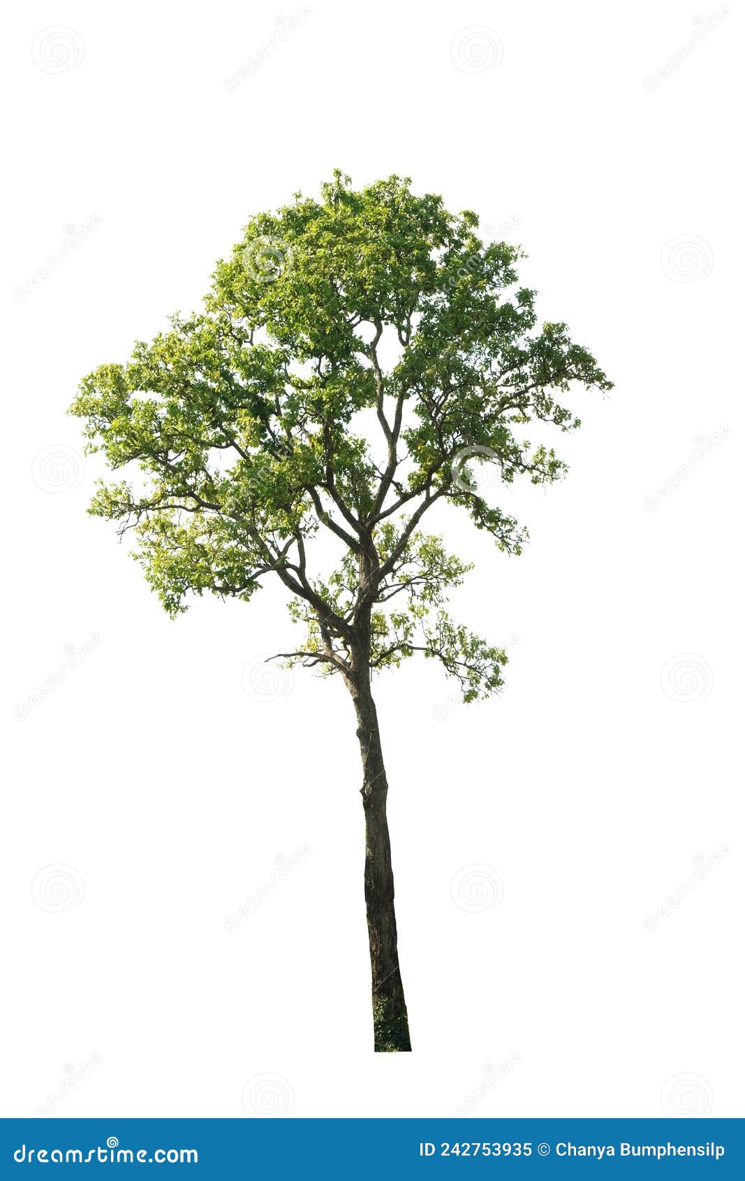 Tree side view isolated stock image. Image of mountain - 242753935