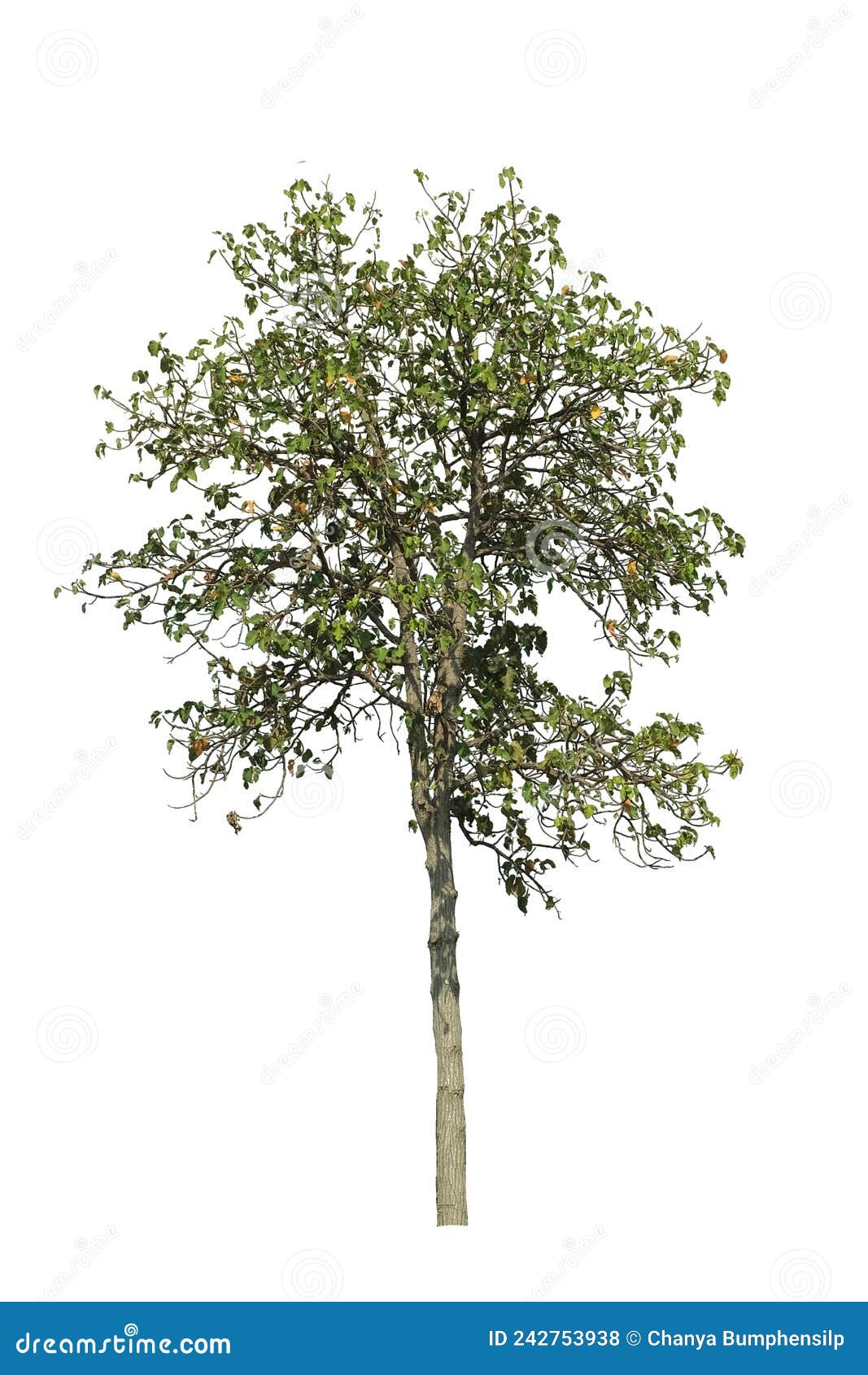 Tree side view isolated stock photo. Image of spring - 242753938