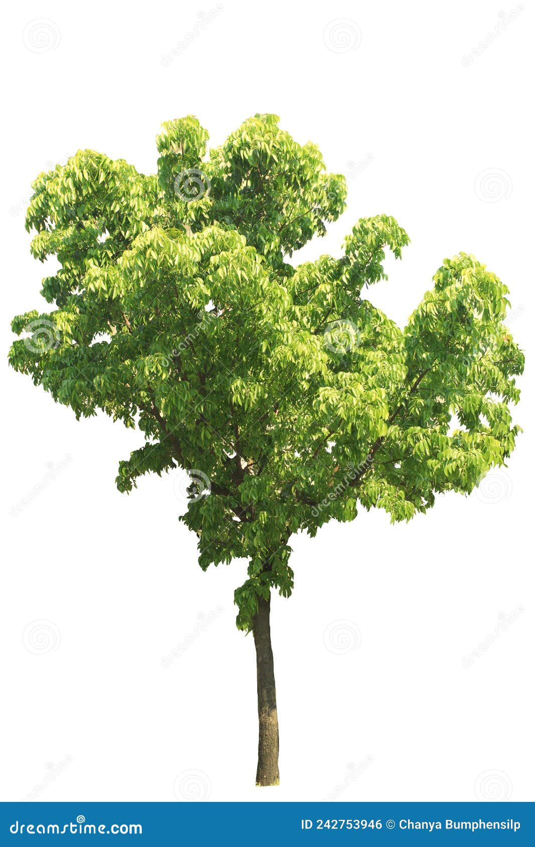 Tree side view isolated stock photo. Image of layout - 242753946