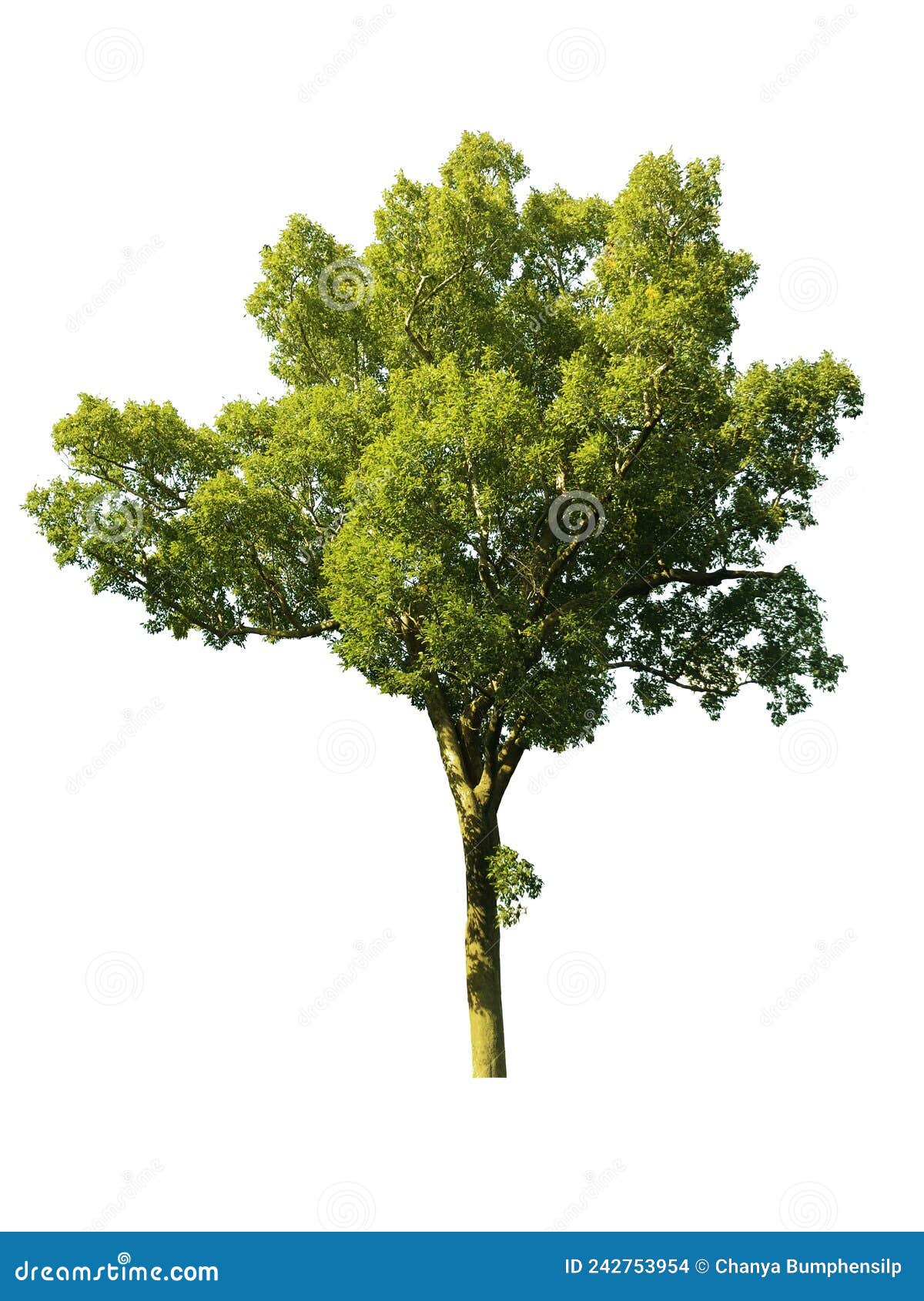 Tree side view isolated stock photo. Image of side, view - 242753954