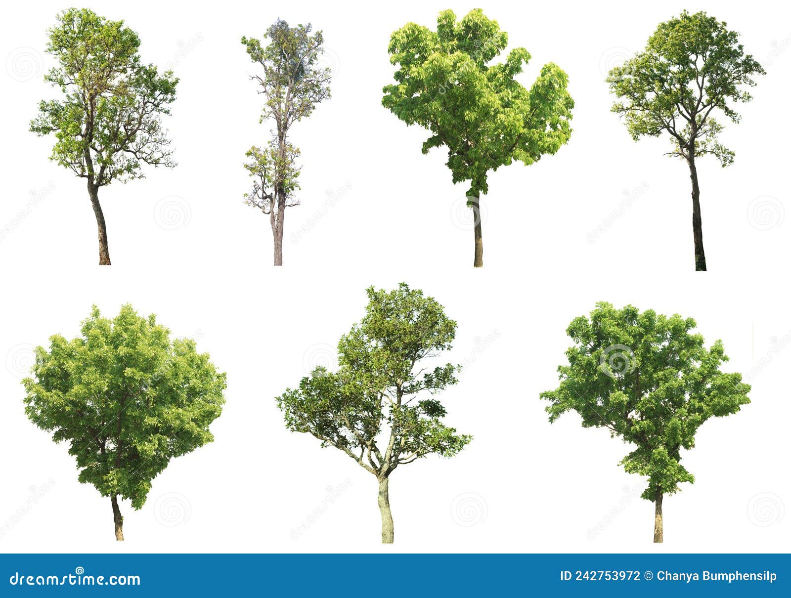 Tree side view isolated stock photo. Image of plan, white - 242753972