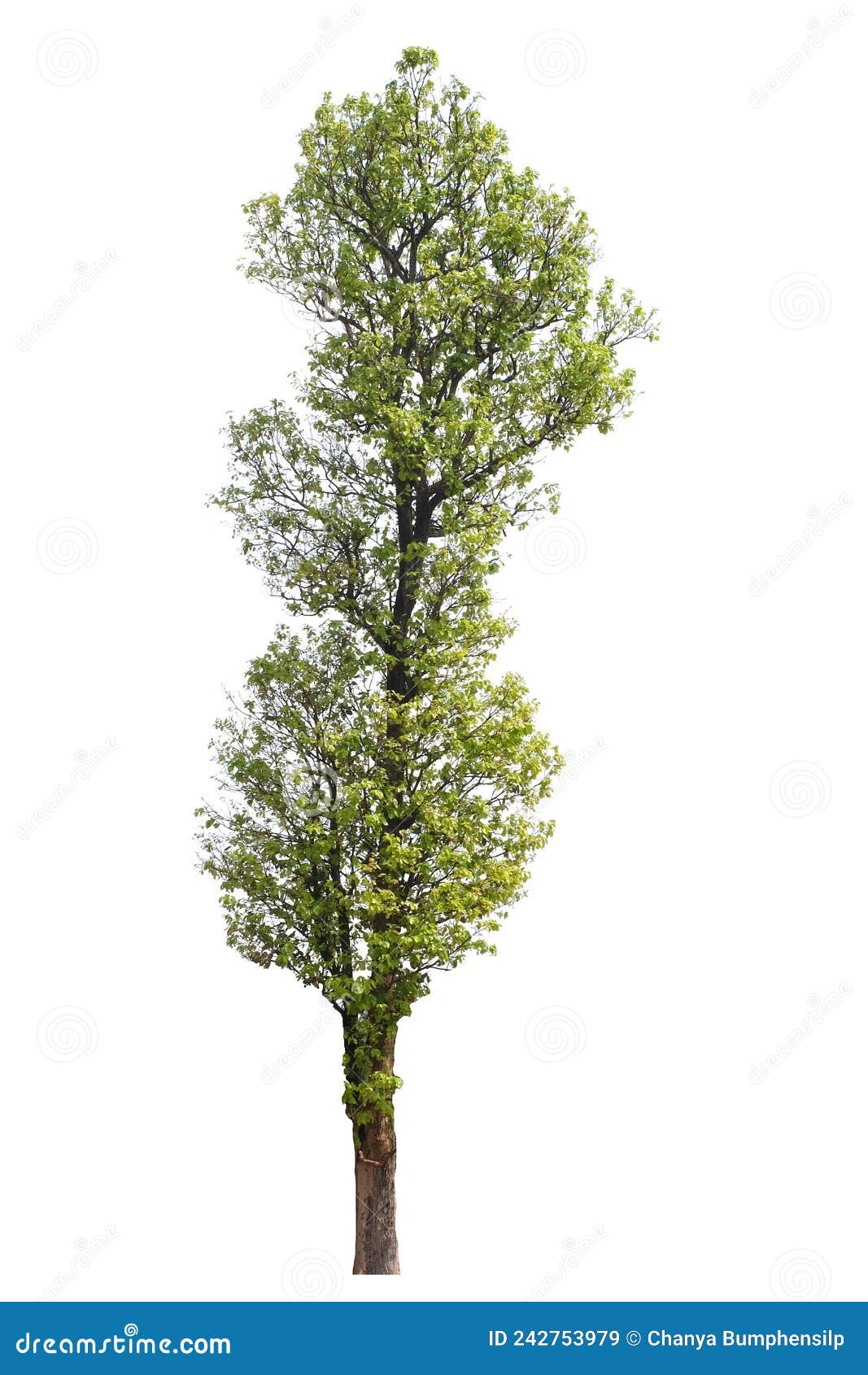 Tree side view isolated stock image. Image of background - 242753979