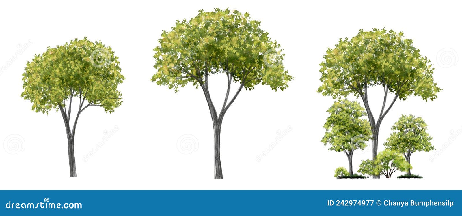 Tree Side View For Landscape And Architecture Drawing, Elements For ...