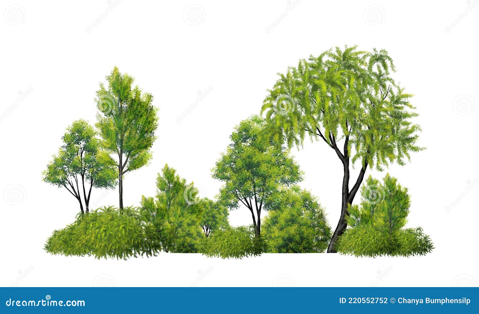Tree Side View Isolated on White Background Stock Photo - Image of ...