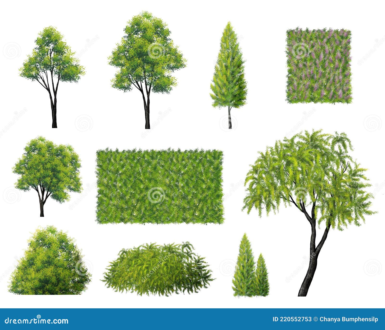 Tree Side View Isolated on White Background Stock Image - Image of ...