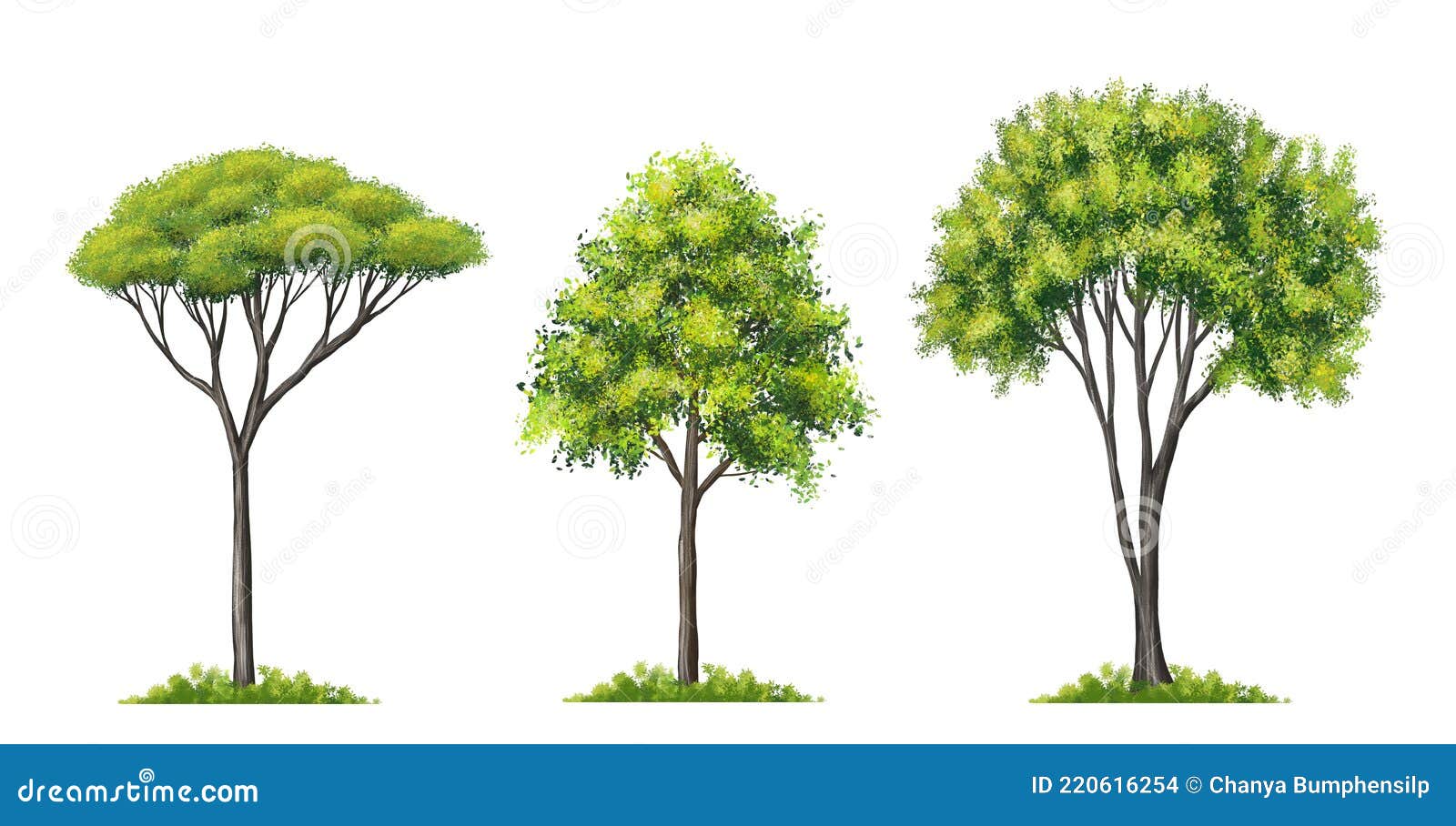 Tree Side View Isolated on White Background Stock Photo - Image of ...