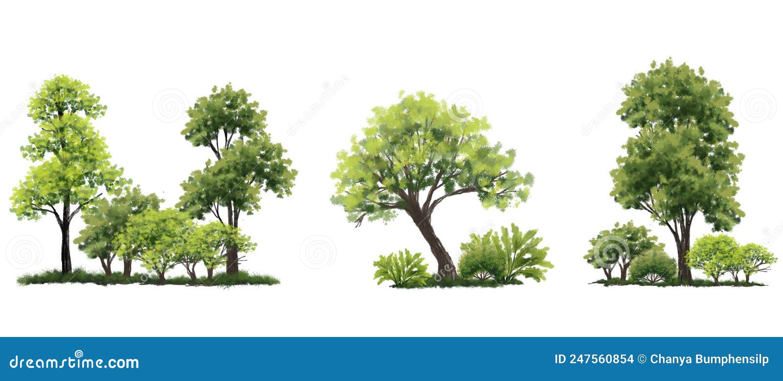 Tree Side View Isolated on White Background for Landscape Stock Photo ...