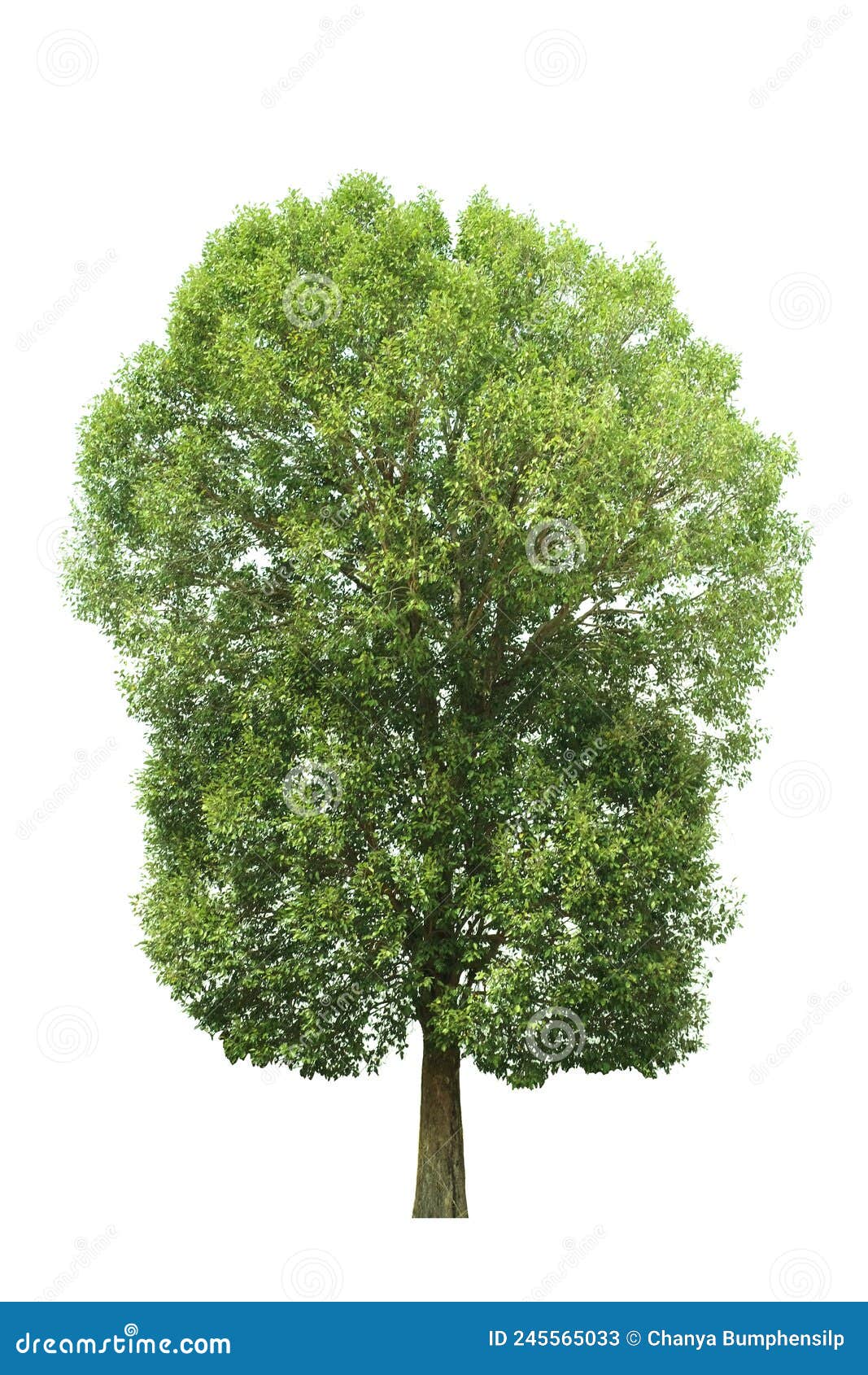 Tree Side View Isolated on White Background for Landscape Stock Image ...