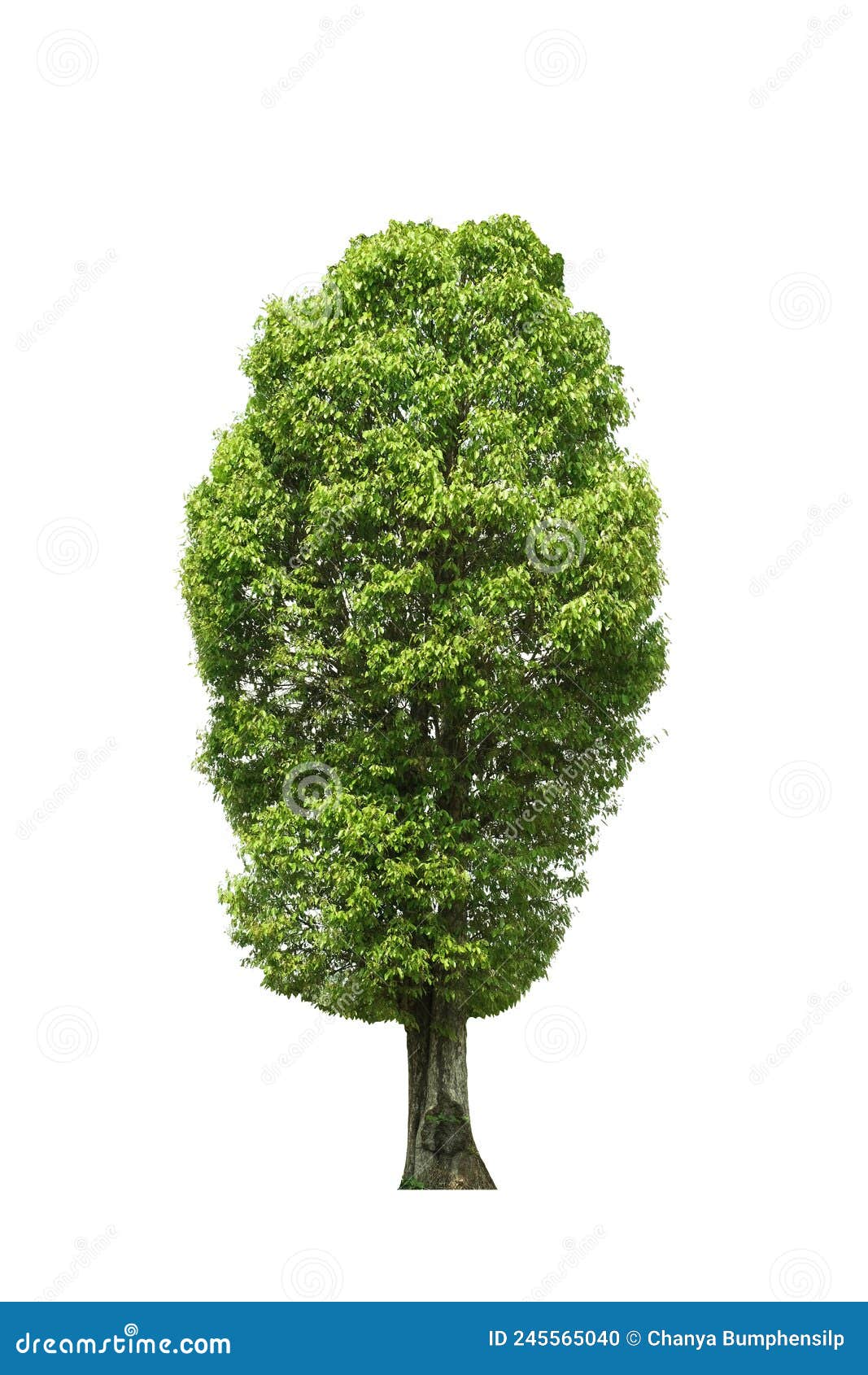 Tree Side View Isolated on White Background for Landscape Stock Photo ...