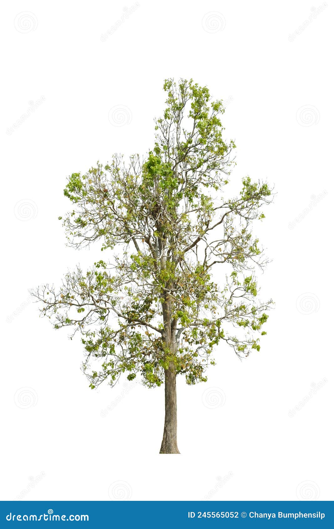 Tree Side View Isolated on White Background for Landscape Stock Photo ...