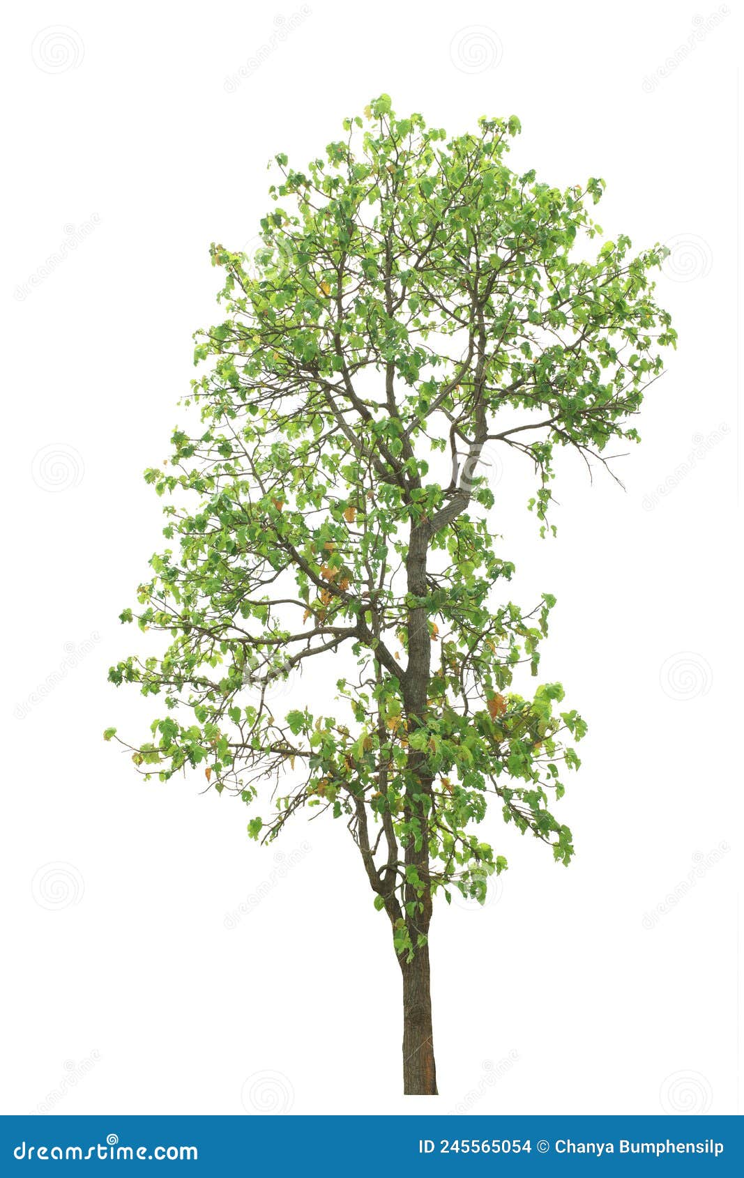 Tree Side View Isolated on White Background for Landscape Stock Photo ...
