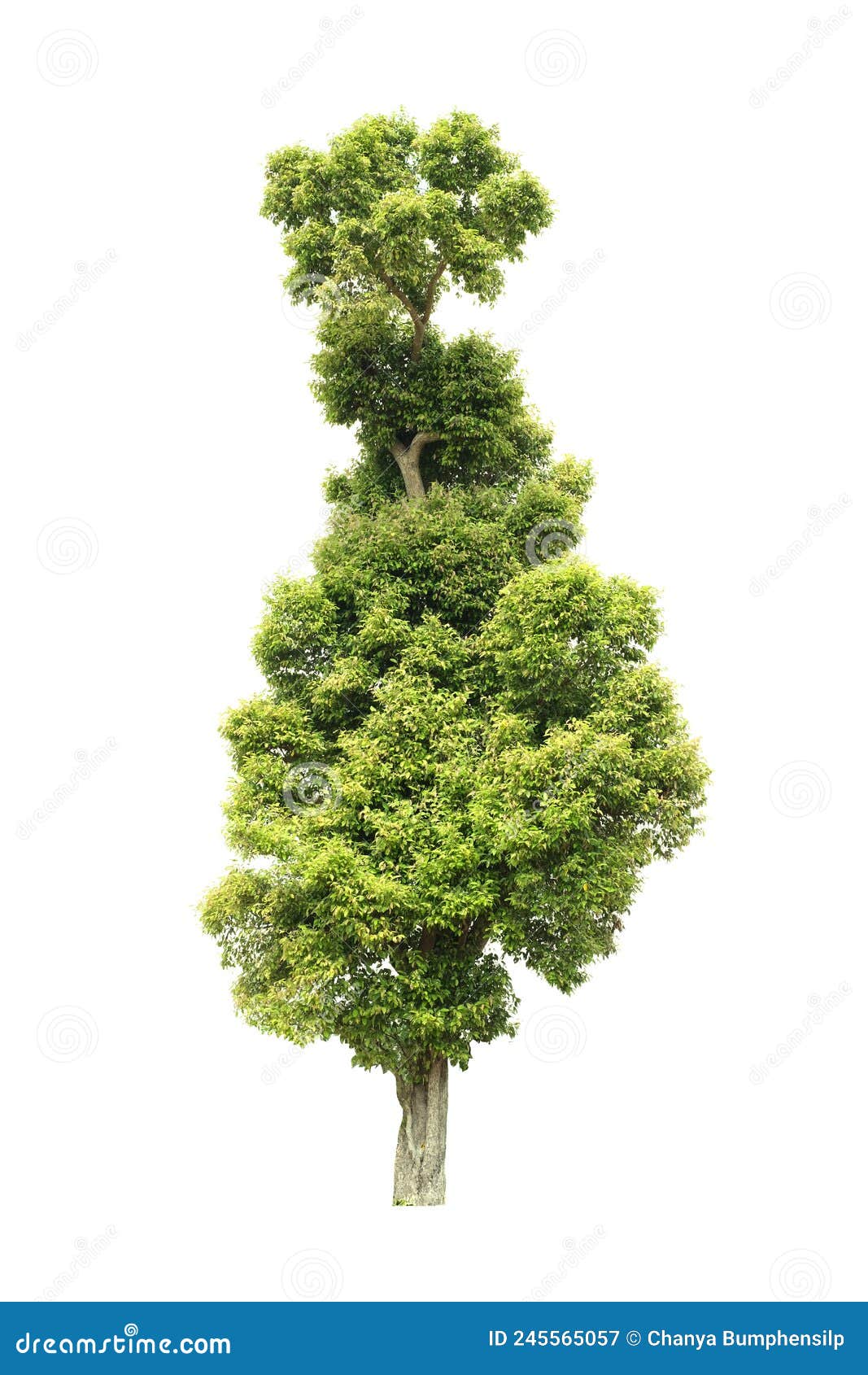 Tree Side View Isolated on White Background for Landscape Stock Image ...