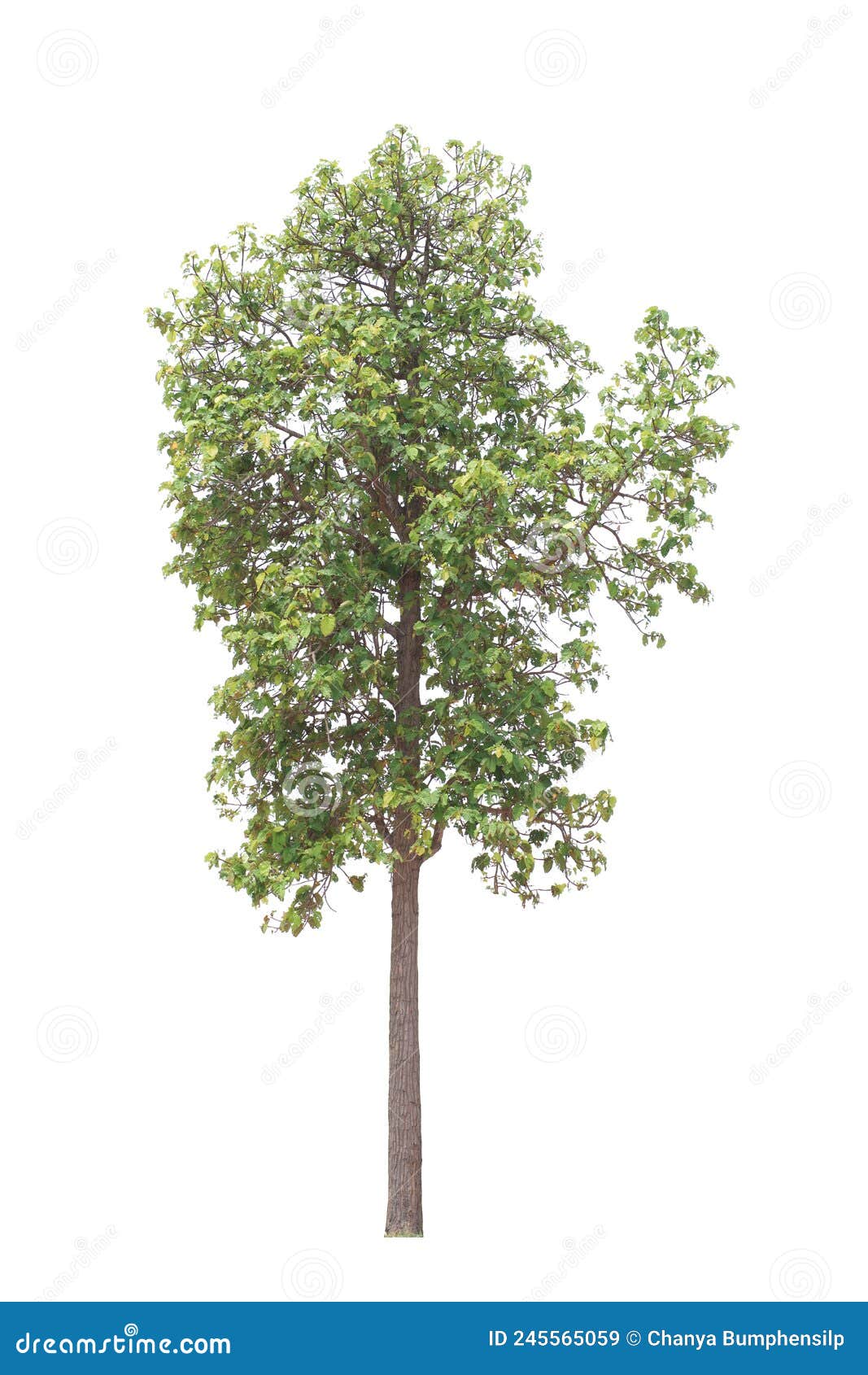 Tree Side View Isolated on White Background for Landscape Stock Image ...
