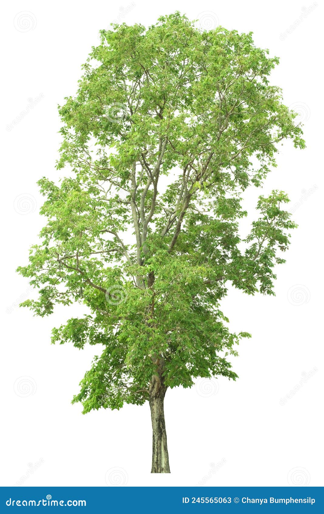 Tree Side View Isolated on White Background for Landscape Stock Image ...