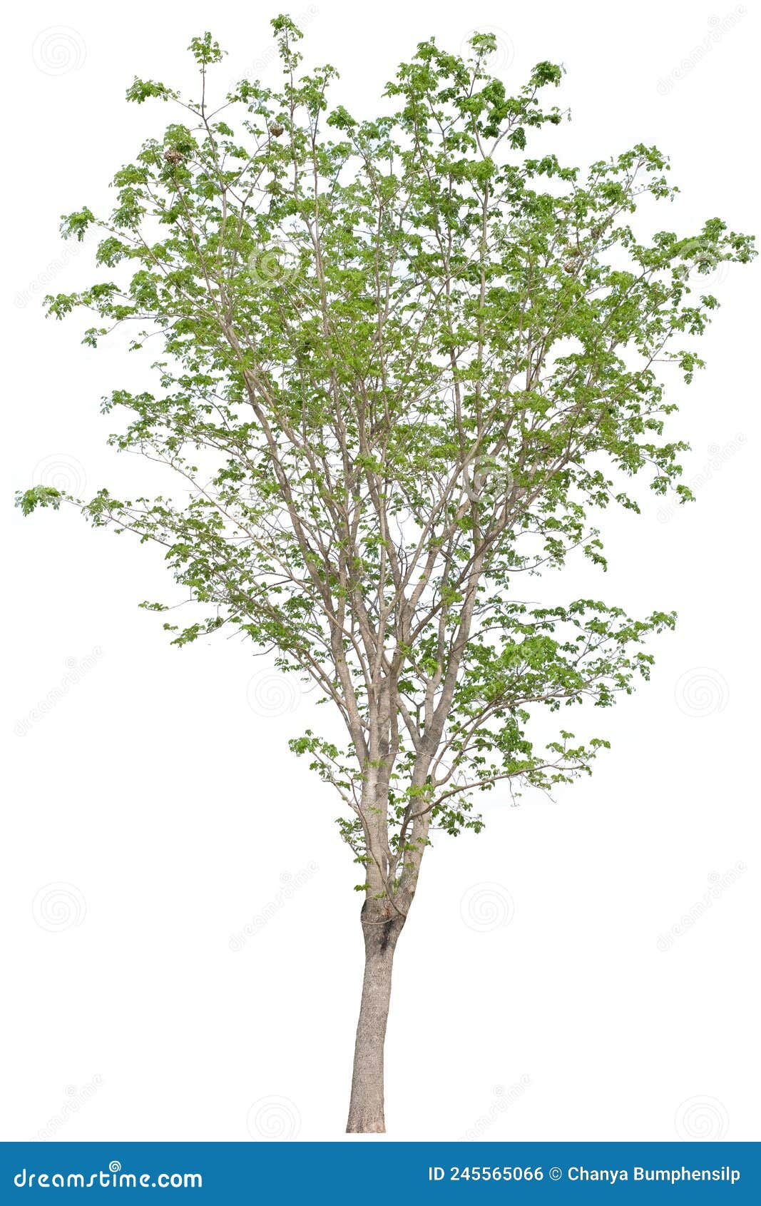 Tree Side View Isolated on White Background for Landscape Stock Photo ...