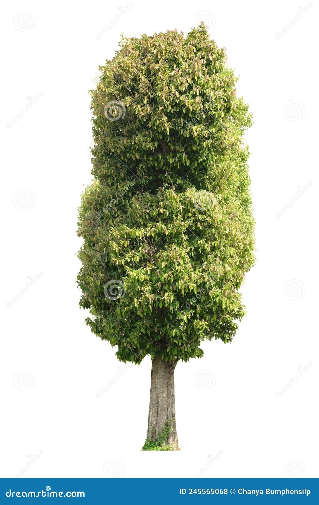 Tree Side View Isolated on White Background for Landscape Stock Photo ...
