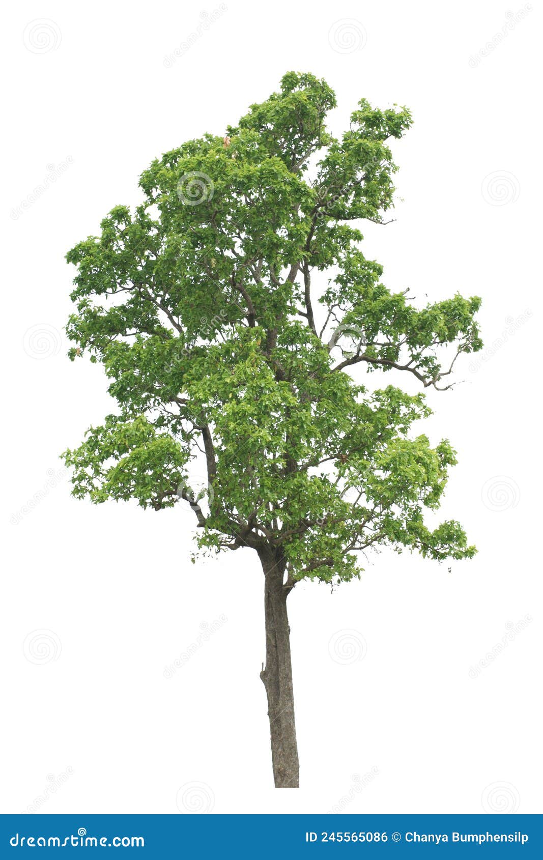 Tree Side View Isolated on White Background for Landscape Stock Photo ...