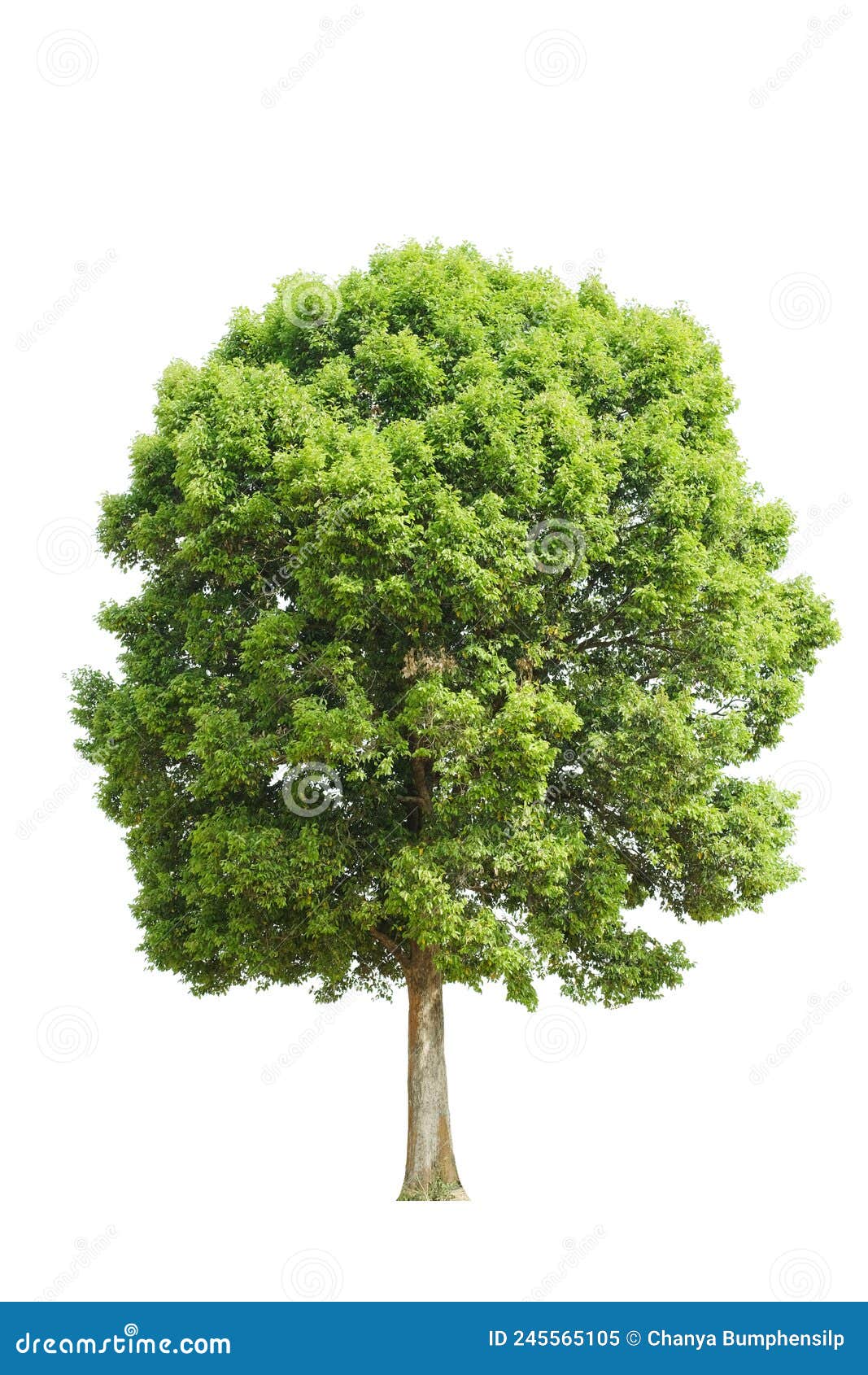 Tree Side View Isolated on White Background for Landscape Stock Image ...