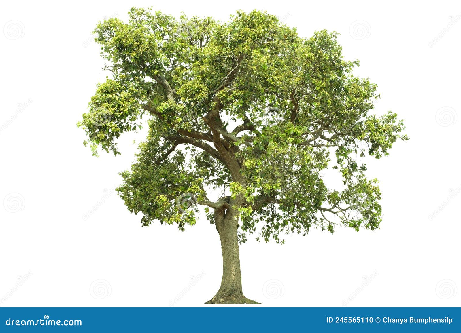 Tree Side View Isolated on White Background for Landscape Stock Photo ...
