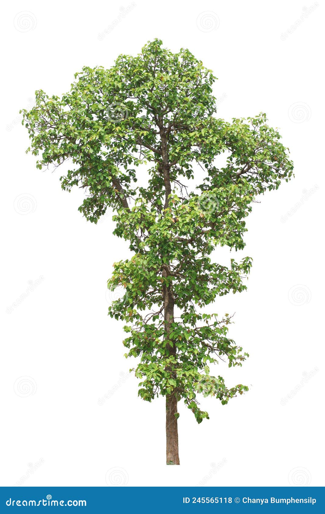 Tree Side View Isolated on White Background for Landscape Stock Photo ...