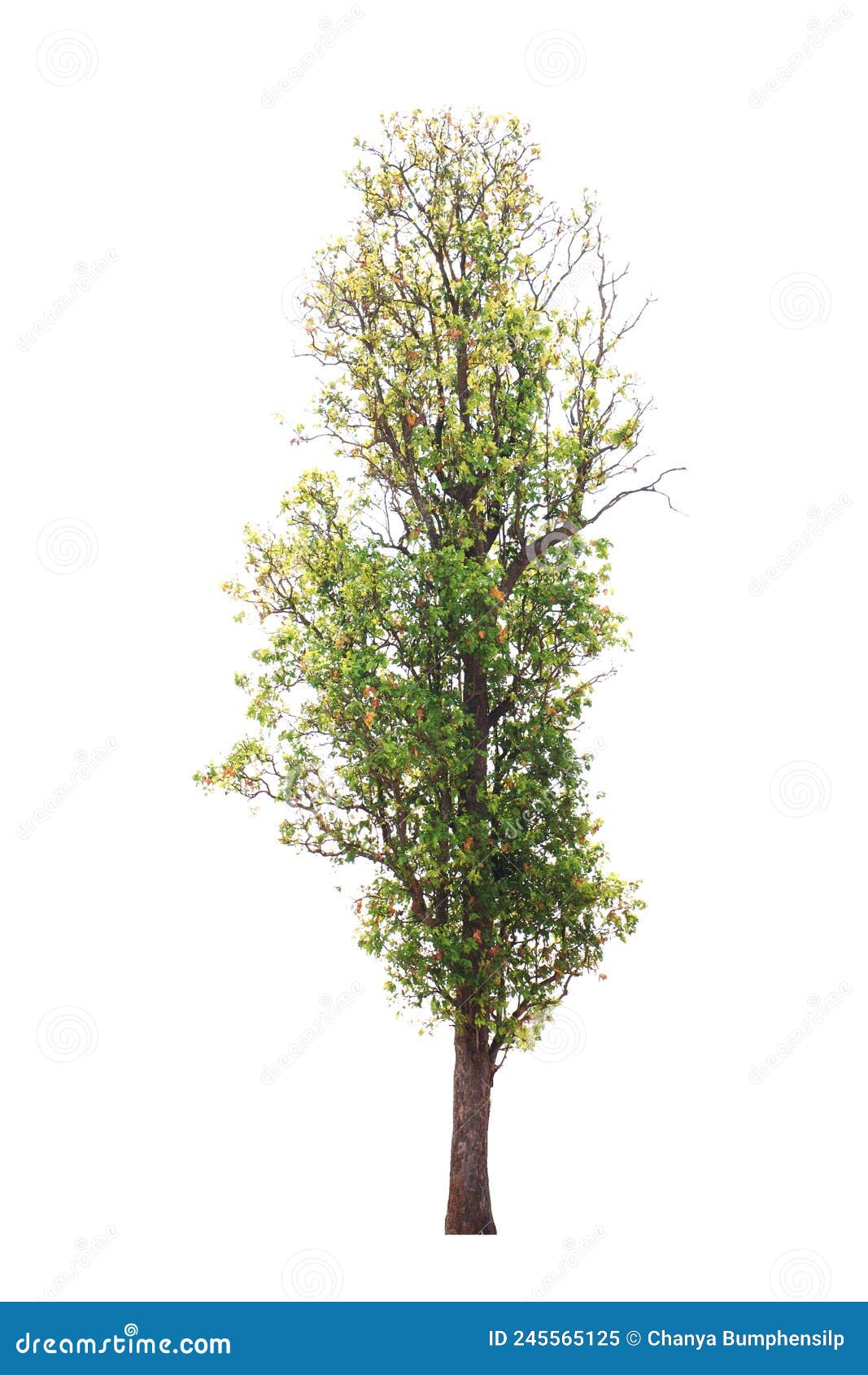 Tree Side View Isolated on White Background for Landscape Stock Image ...