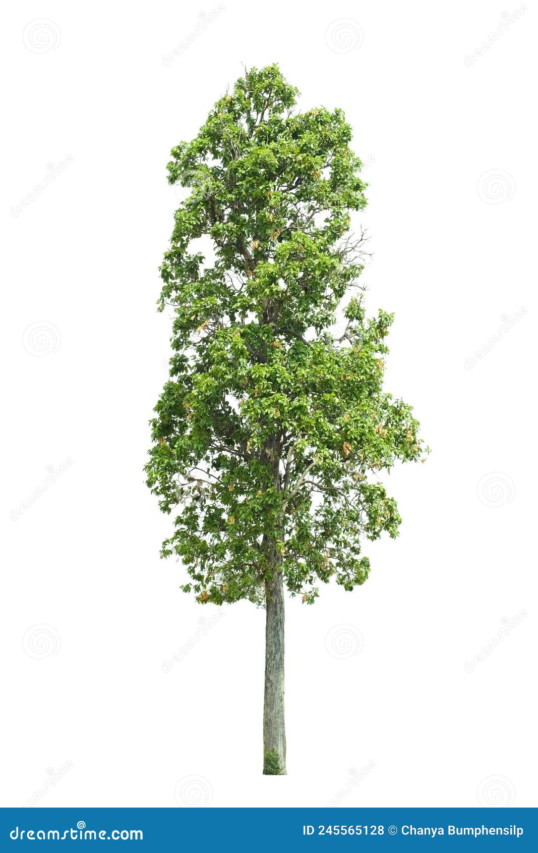 Tree Side View Isolated on White Background for Landscape Stock Photo ...