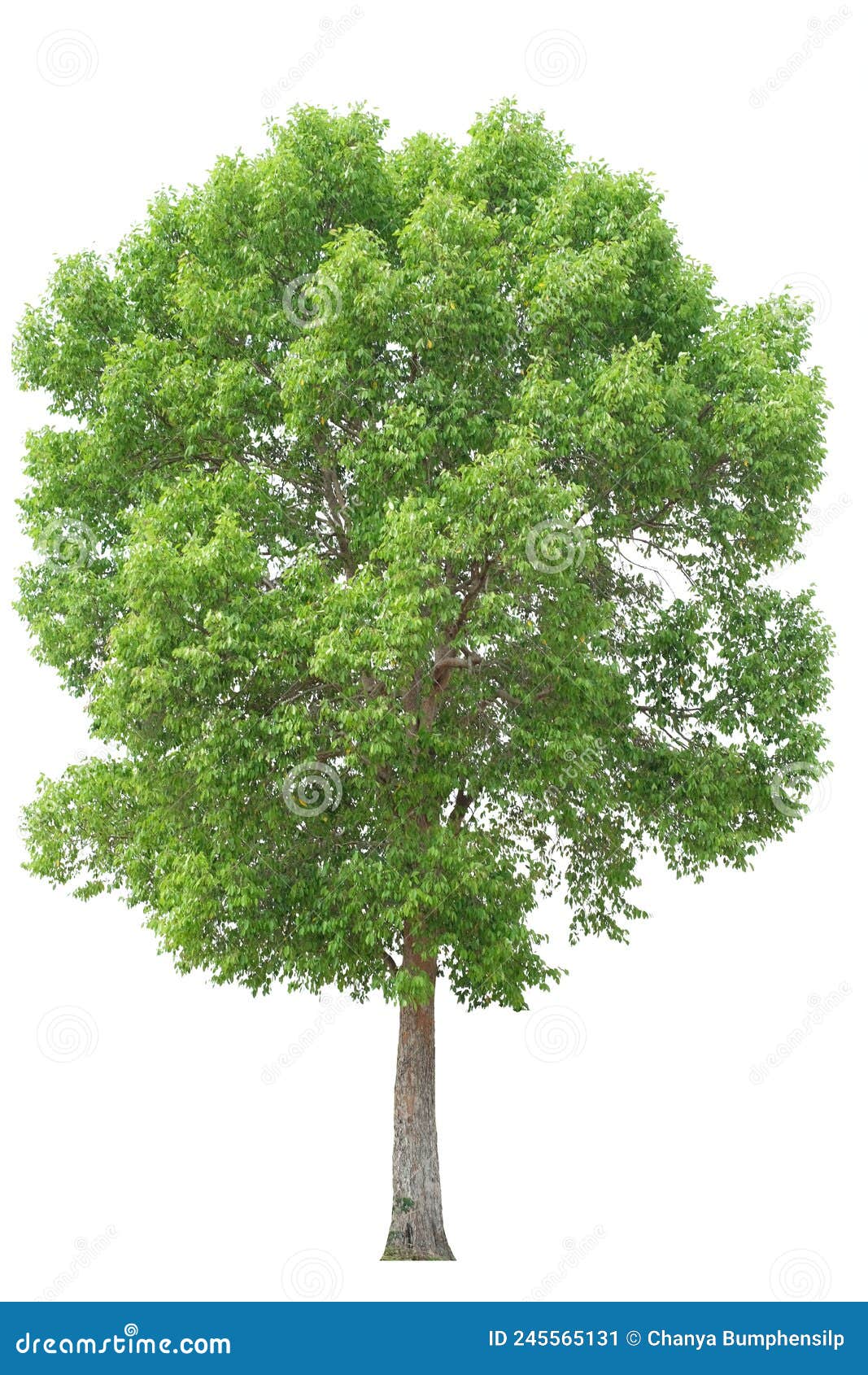 Tree Side View Isolated on White Background for Landscape Stock Image ...