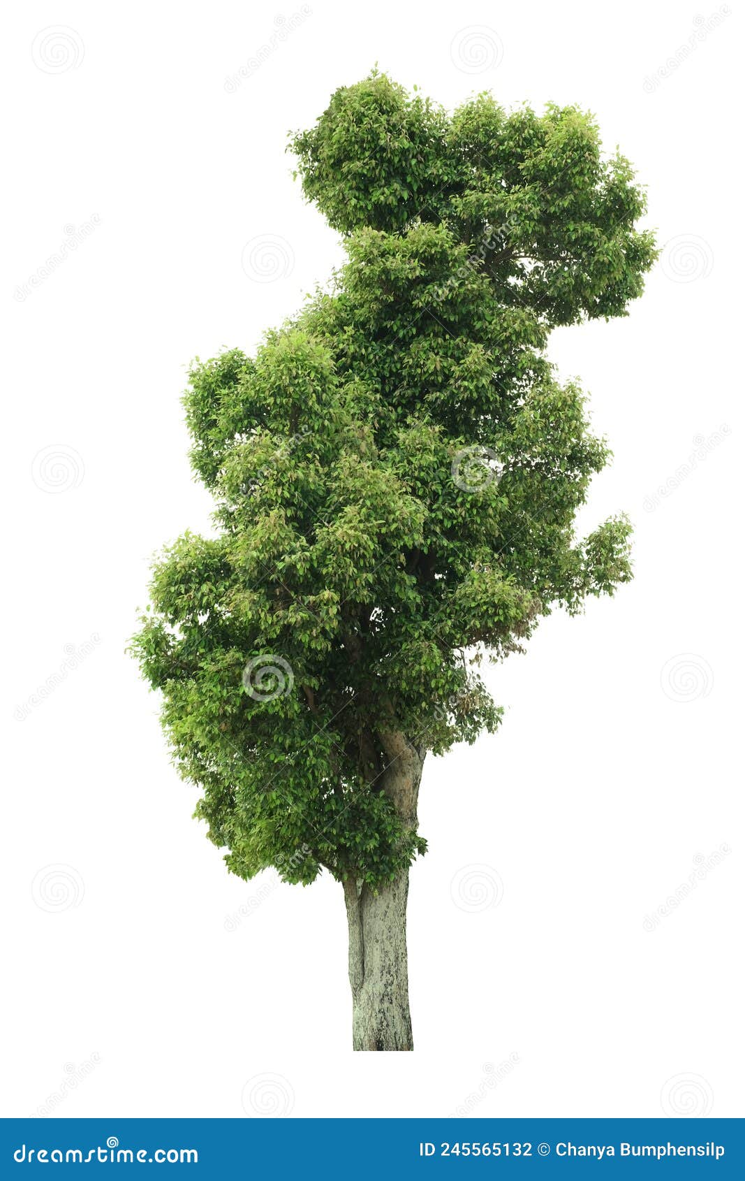Tree Side View Isolated on White Background for Landscape Stock Photo ...