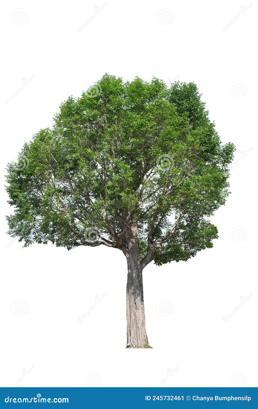 Tree Side View Isolated on White Background for Landscape Stock Image ...