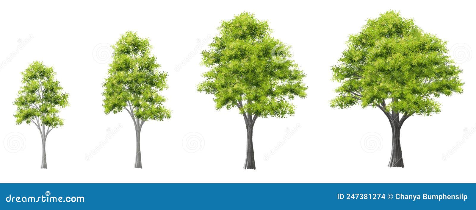 Tree Side View Isolated on White Background for Landscape Stock ...