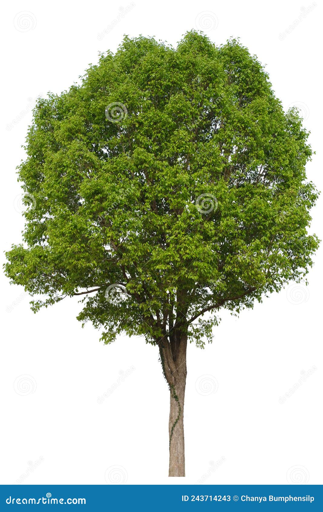 Tree Side View Isolated on White Background for Landscape Stock Image ...