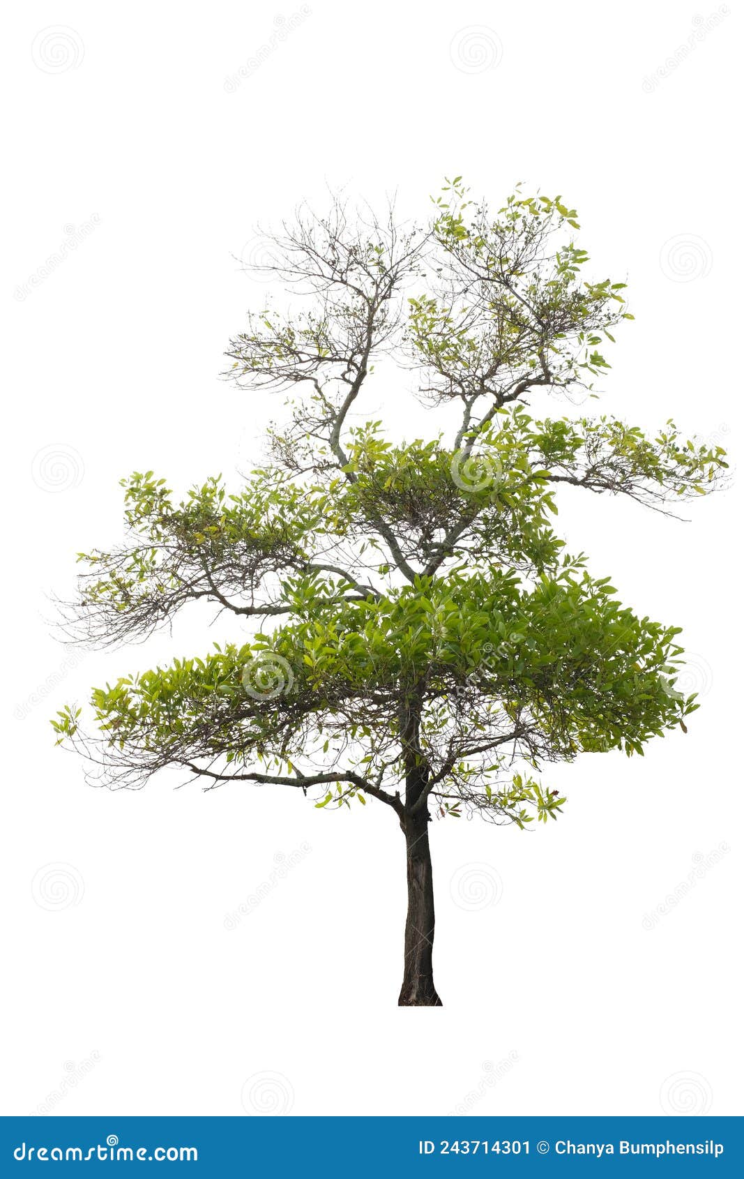 Tree Side View Isolated on White Background for Landscape Stock Image ...