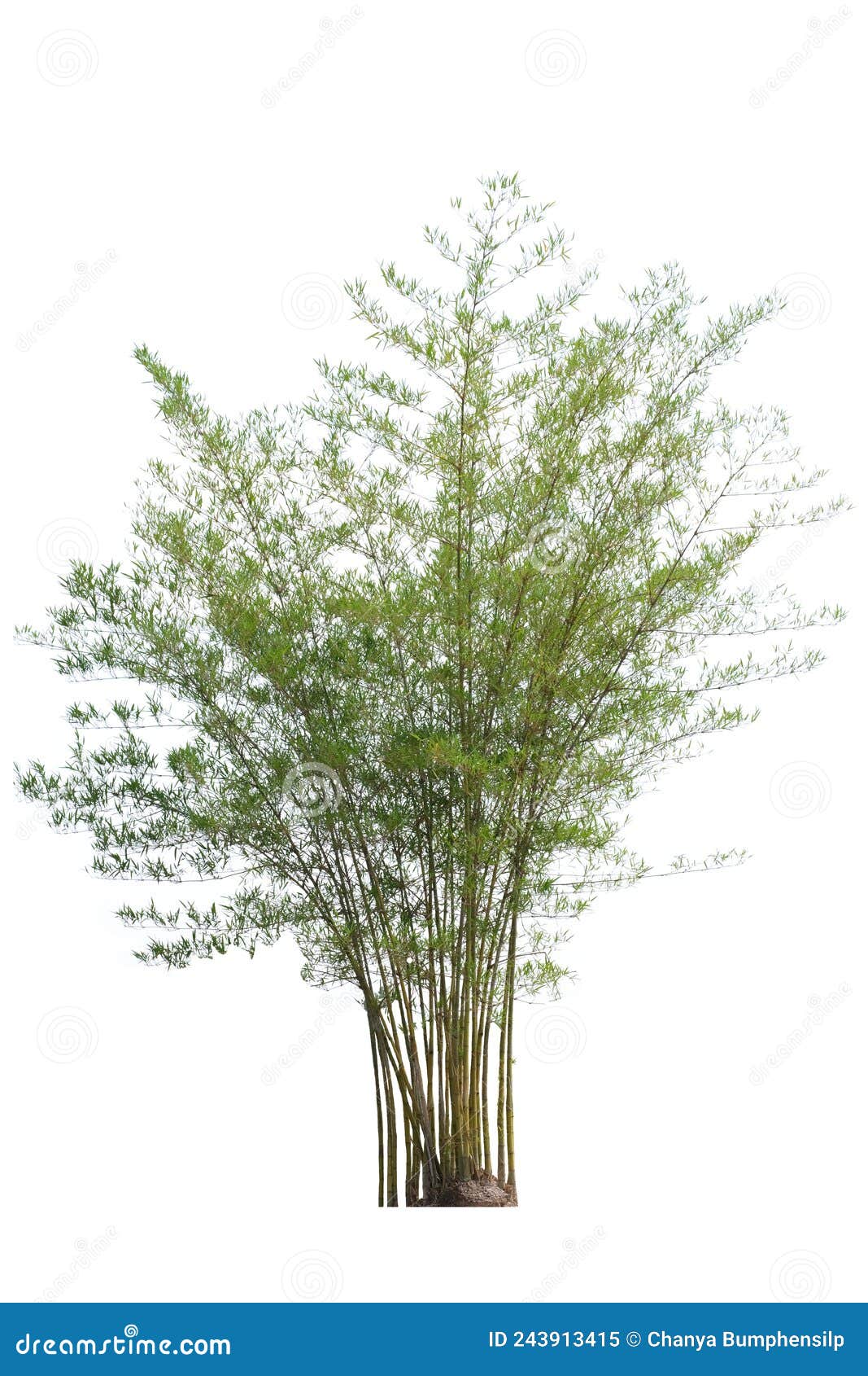 Tree Side View Isolated on White Background for Landscape Stock Image ...