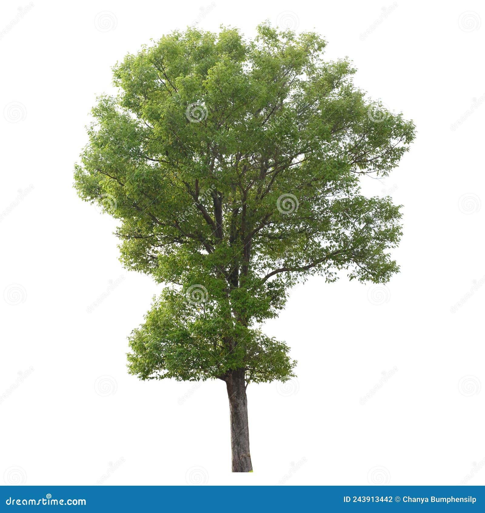 Tree Side View Isolated on White Background for Landscape Stock Photo ...