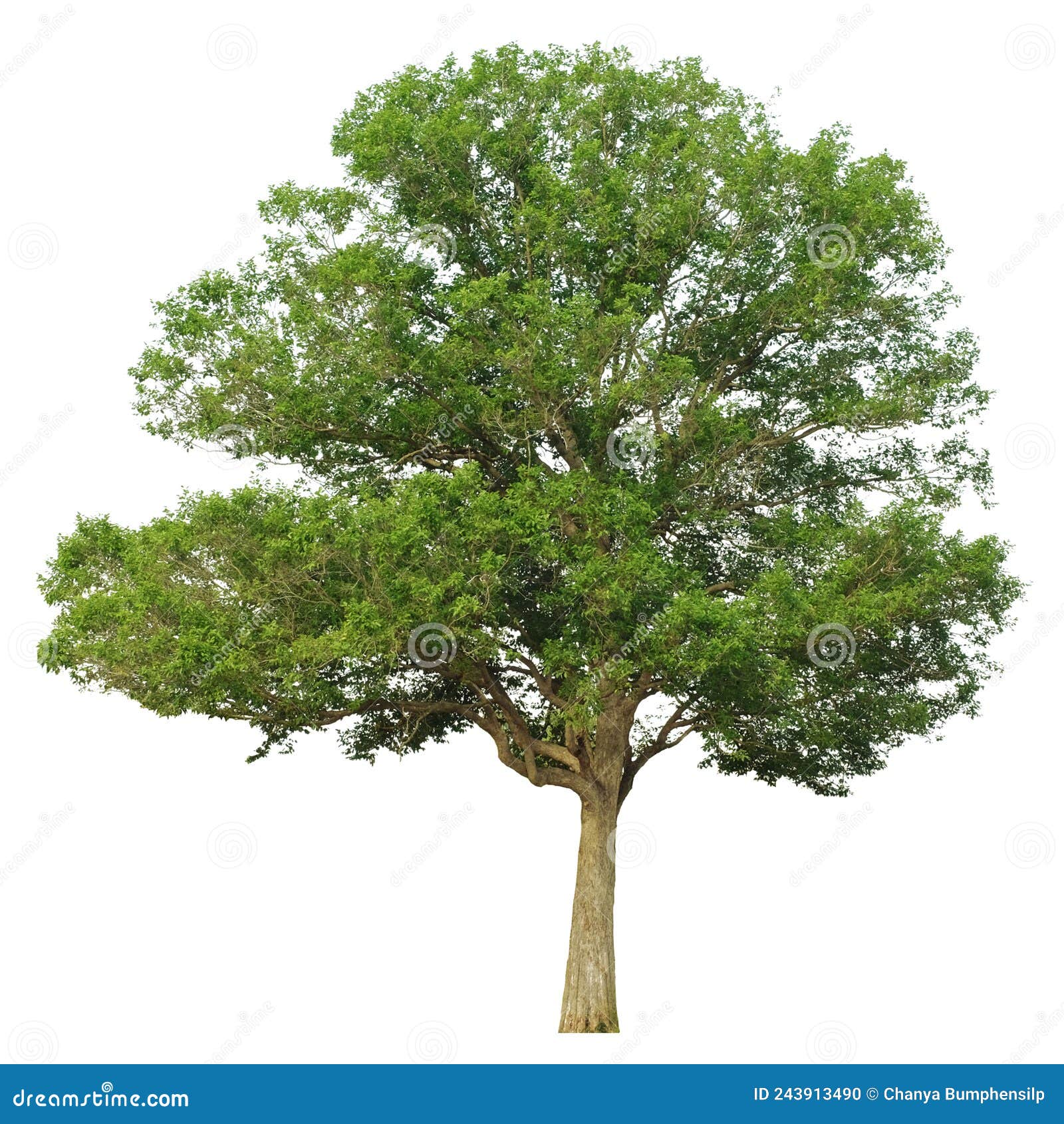 Tree Side View Isolated on White Background for Landscape Stock Photo ...