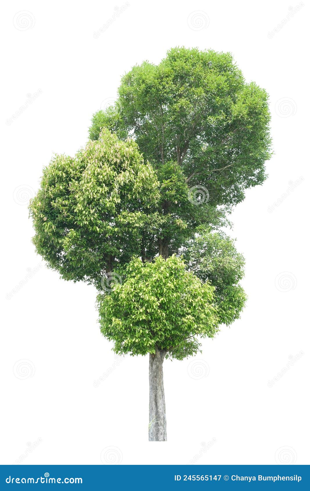 Tree Side View Isolated on White Background for Landscape Stock Image ...