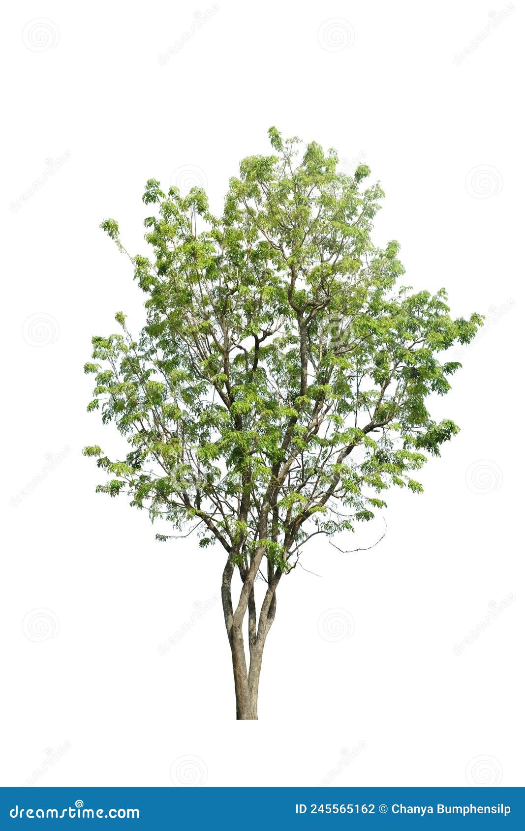 Tree Side View Isolated on White Background for Landscape Stock Photo ...